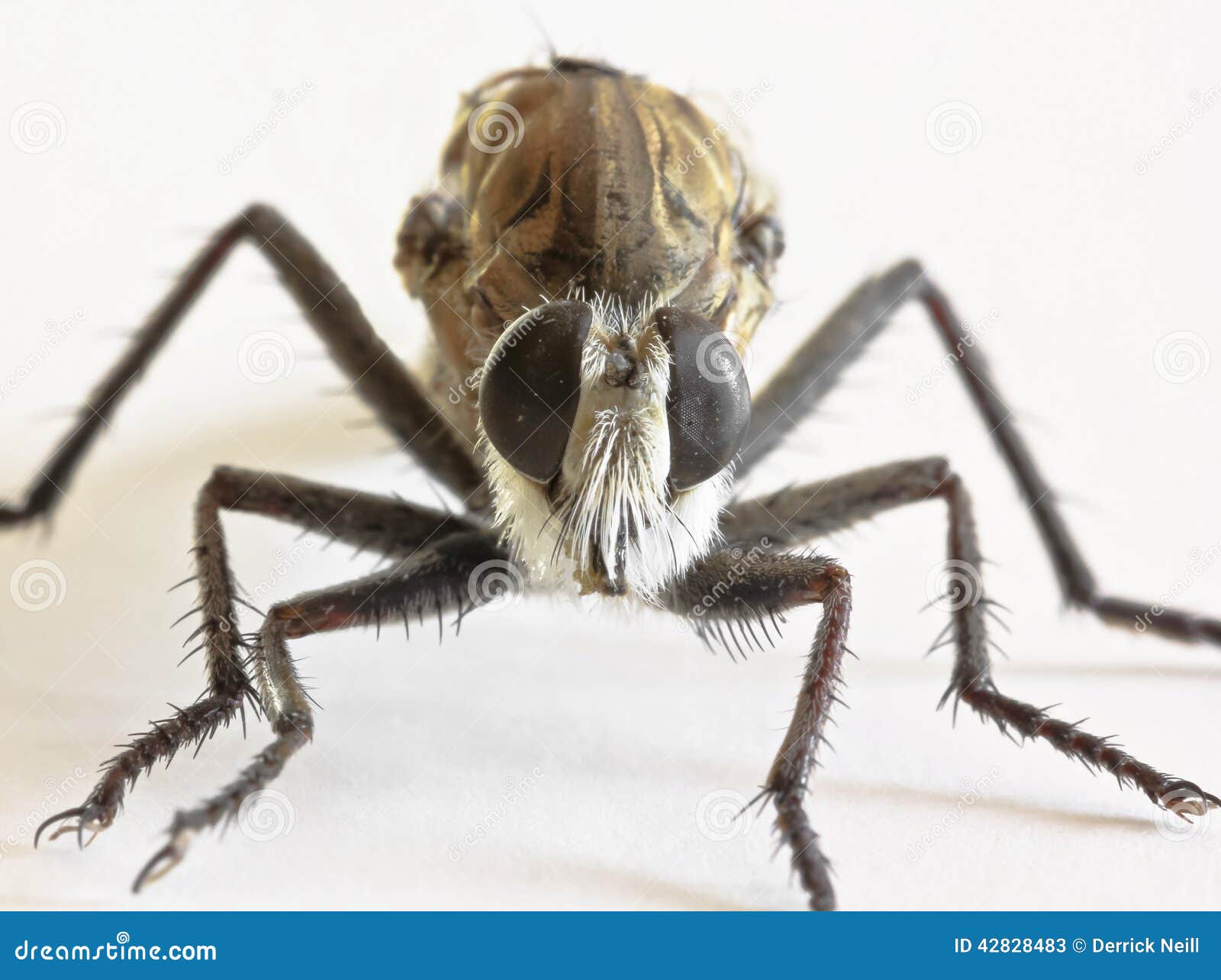 A Close Up of a Robber Fly stock image. Image of robber - 42828483
