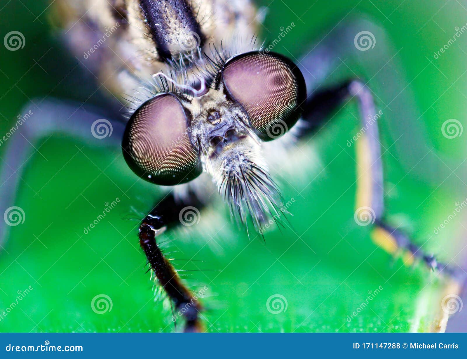 Macro Closeup of Robber Fly Stock Photo - Image of stout, ambush: 171147288