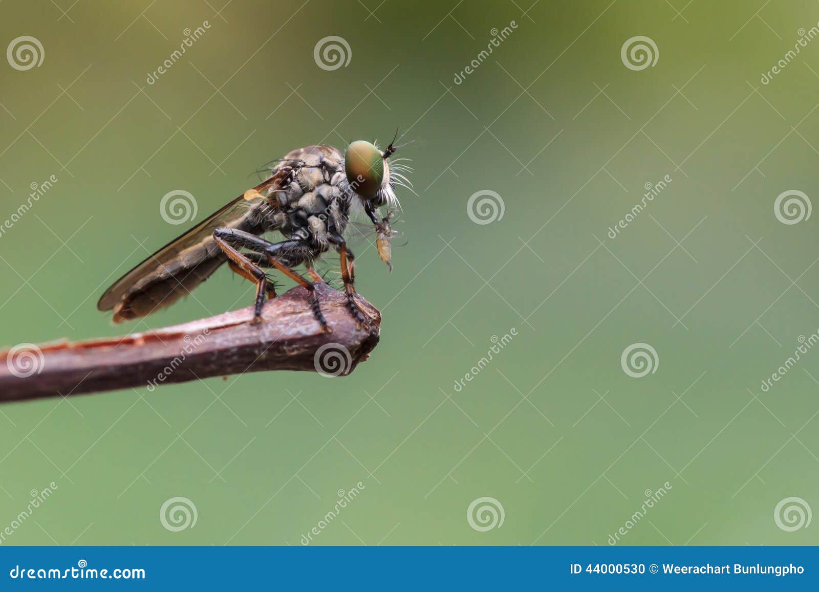 A Close Up of Robber Fly with Its Prey at the End of Stick Stock Photo ...