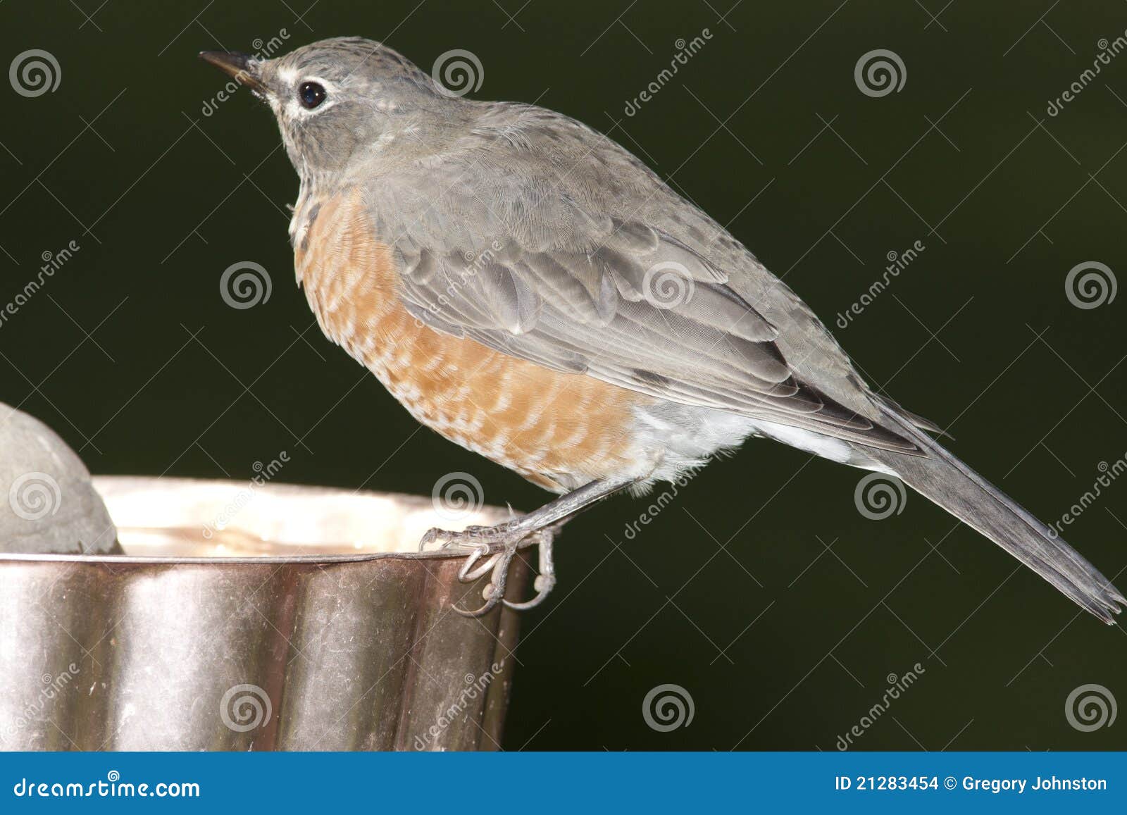 Close up of Robin. stock photo. Image of small, robin - 21283454