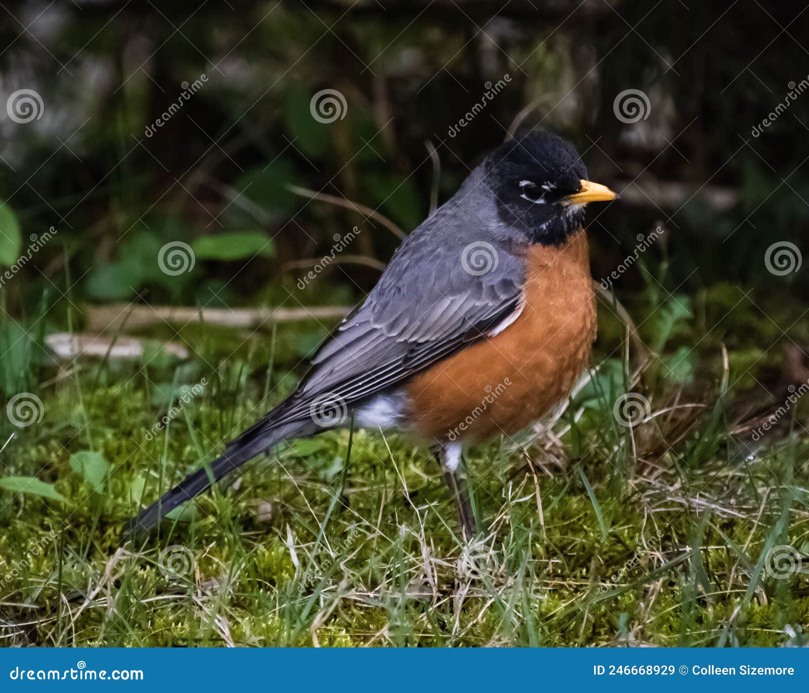 Close-up of a Robin in the Backyard Stock Image - Image of backyard ...