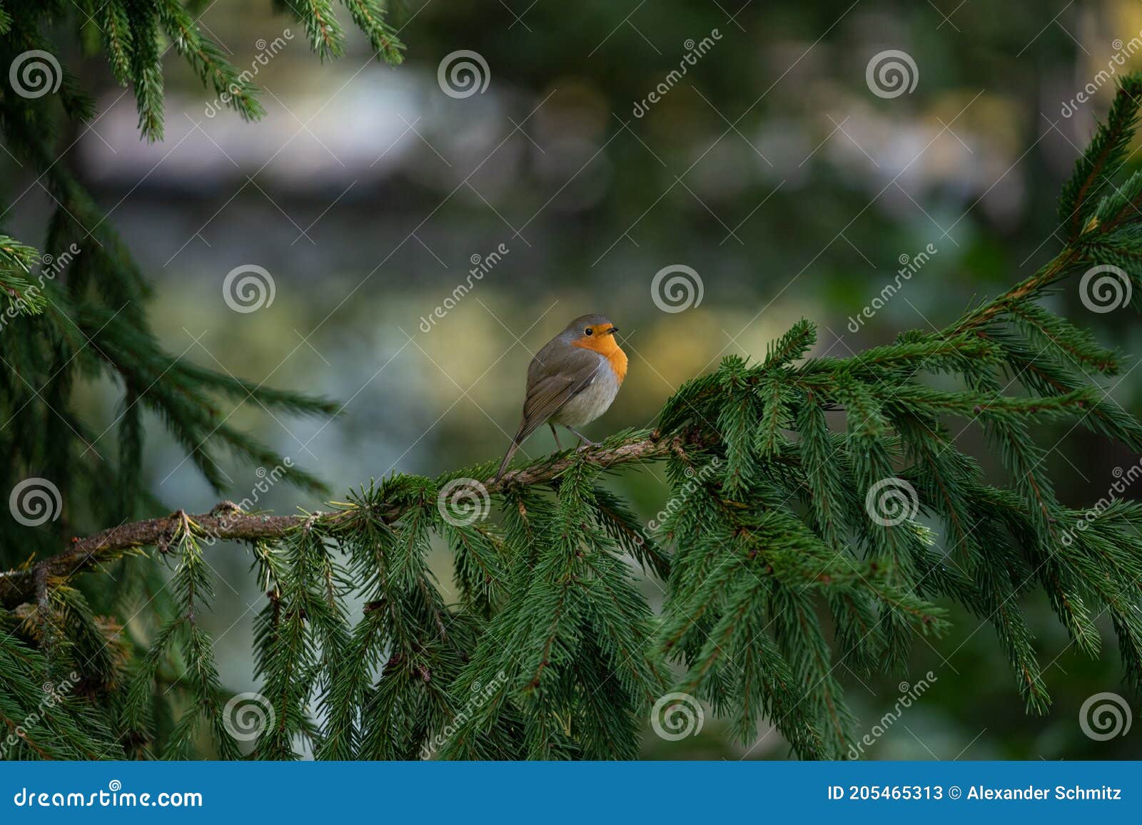 Close Up of a Robin Bird Resting on a Tree and Chirping in Fall Stock ...