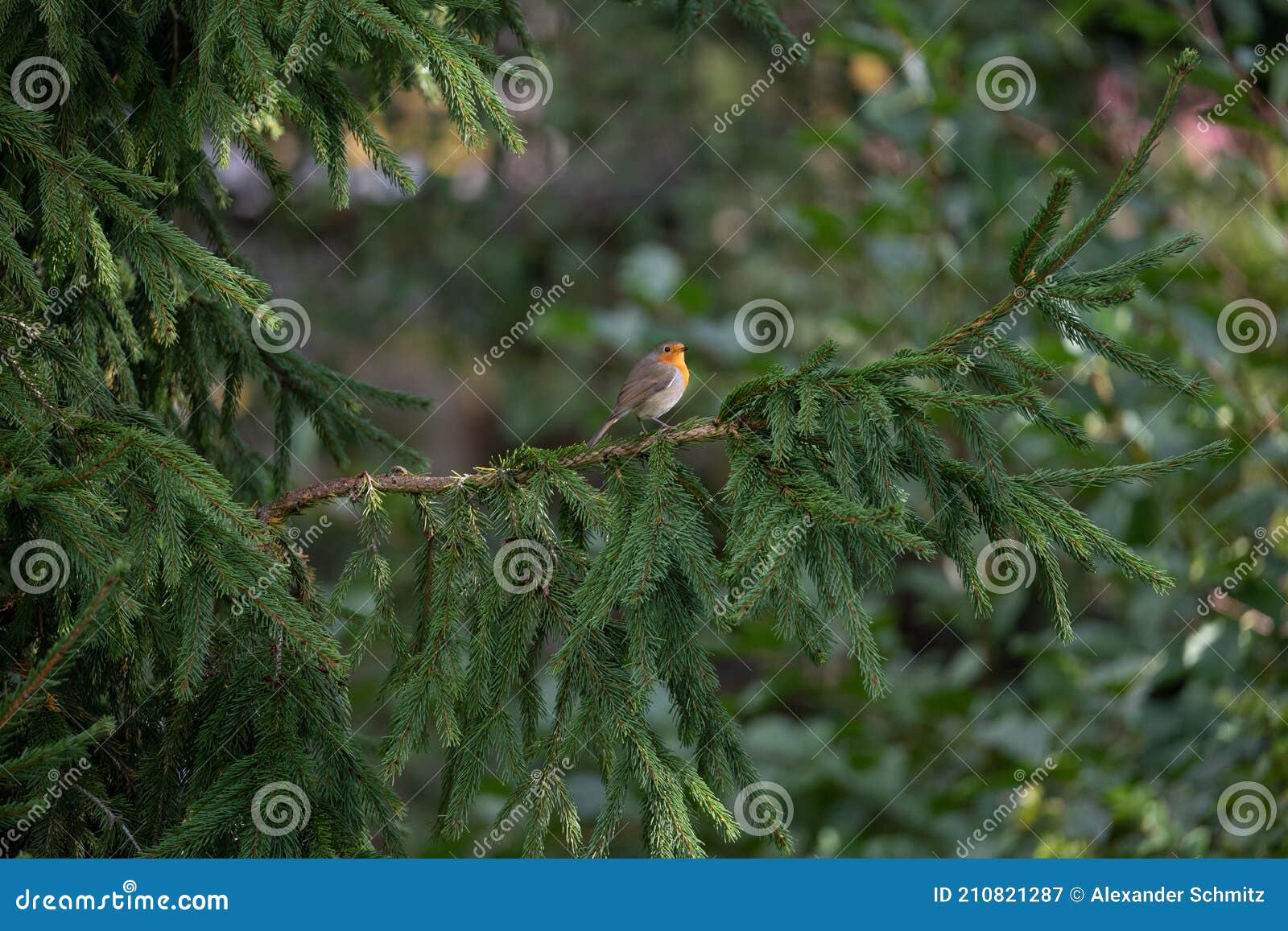 Close Up of a Robin Bird Resting on a Tree and Chirping in Fall Stock ...