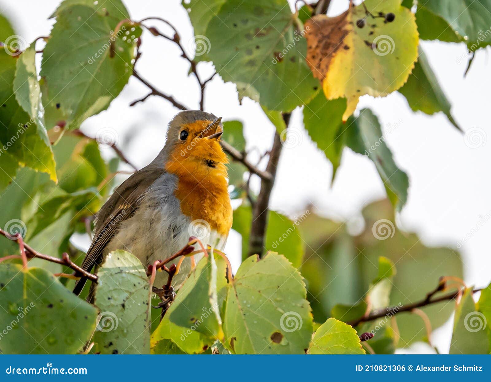 Close Up of a Robin Bird Resting on a Tree and Chirping in Fall Stock ...