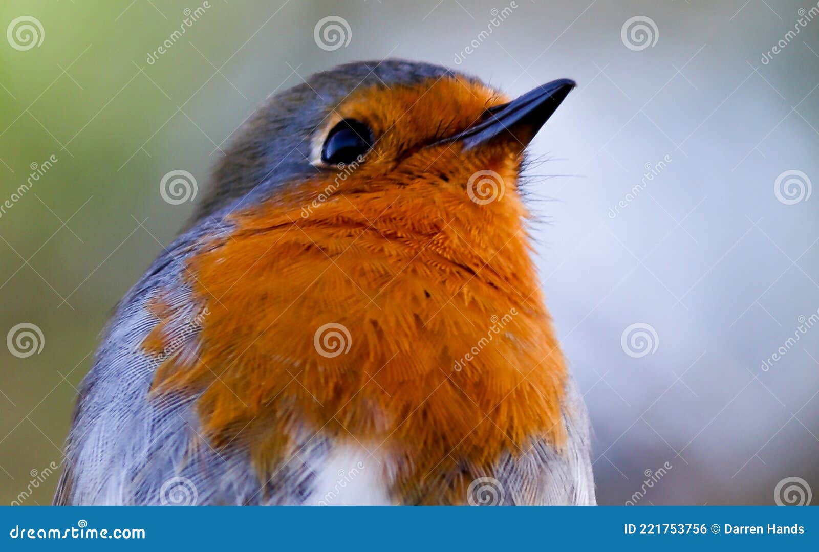 Close Up of a Robin stock photo. Image of robin, beak - 221753756