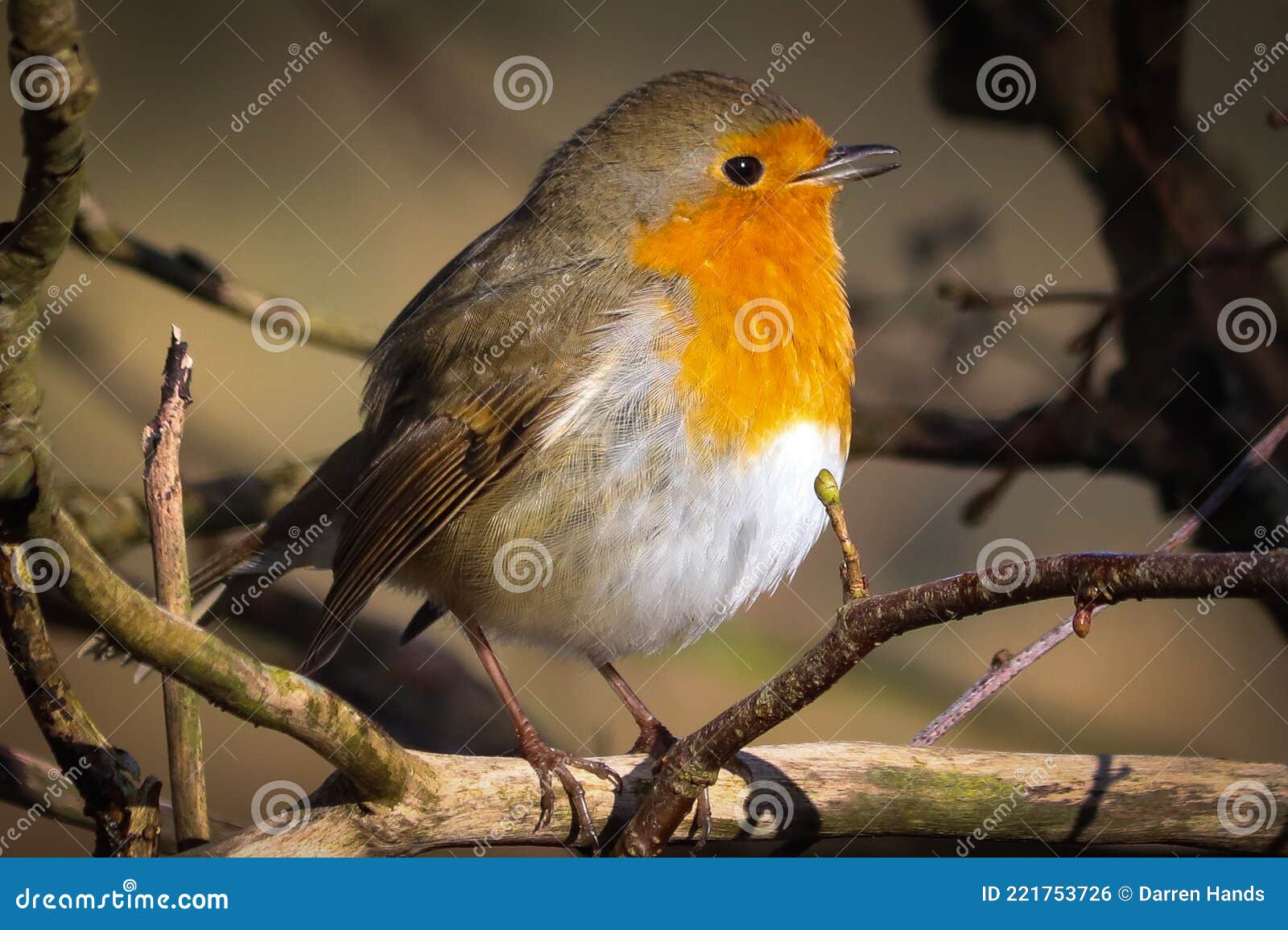 Close Up of a Robin stock photo. Image of colourful - 221753726