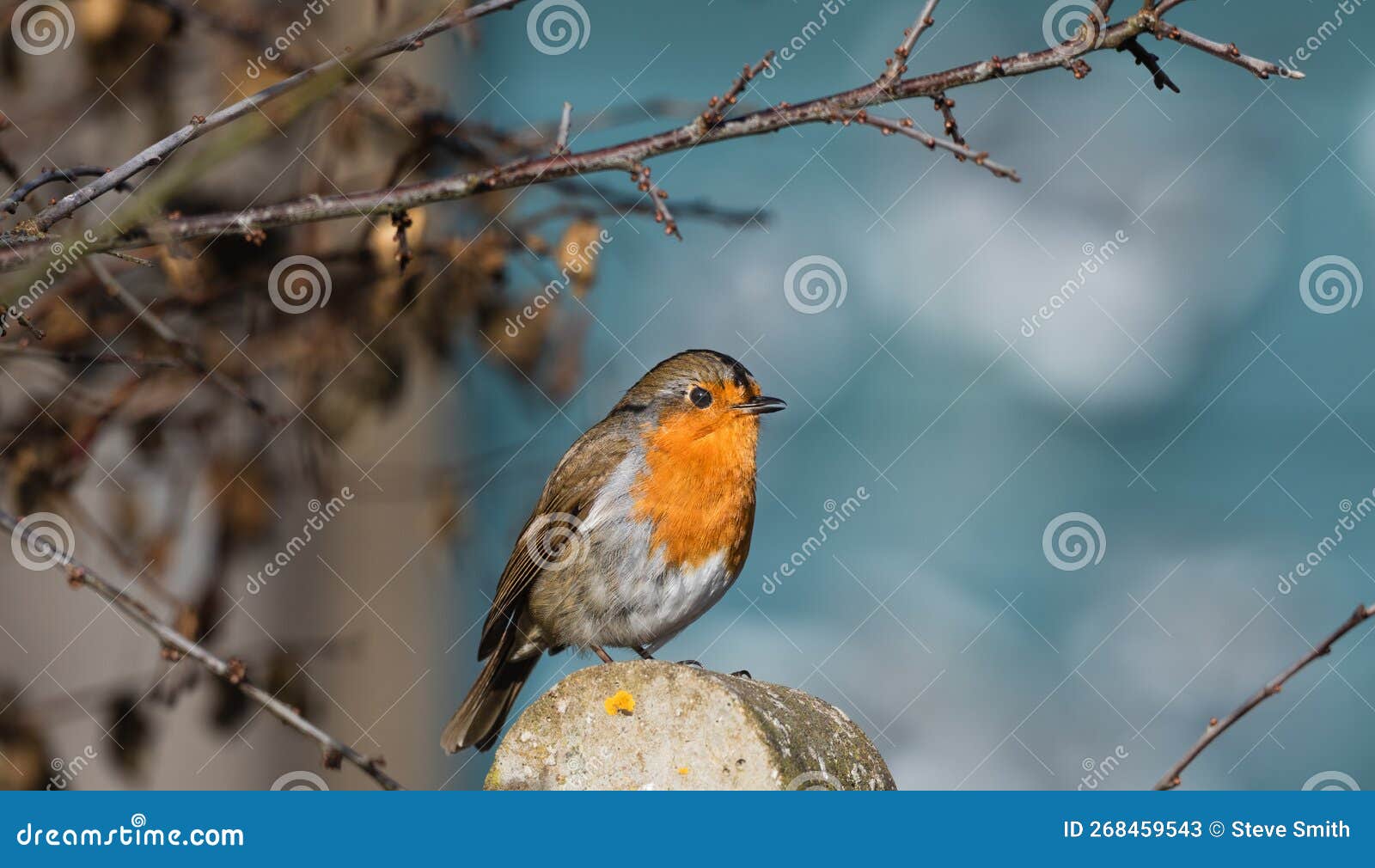 A Close Up of a Robin on a Fence Post Stock Image - Image of wild ...