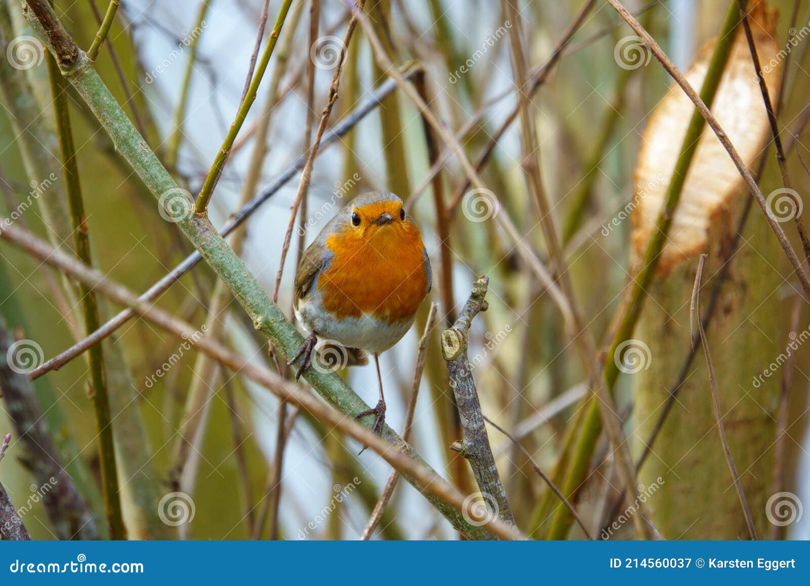 Close Up of a Robin Looking at the Camera and Standing on a Branch ...