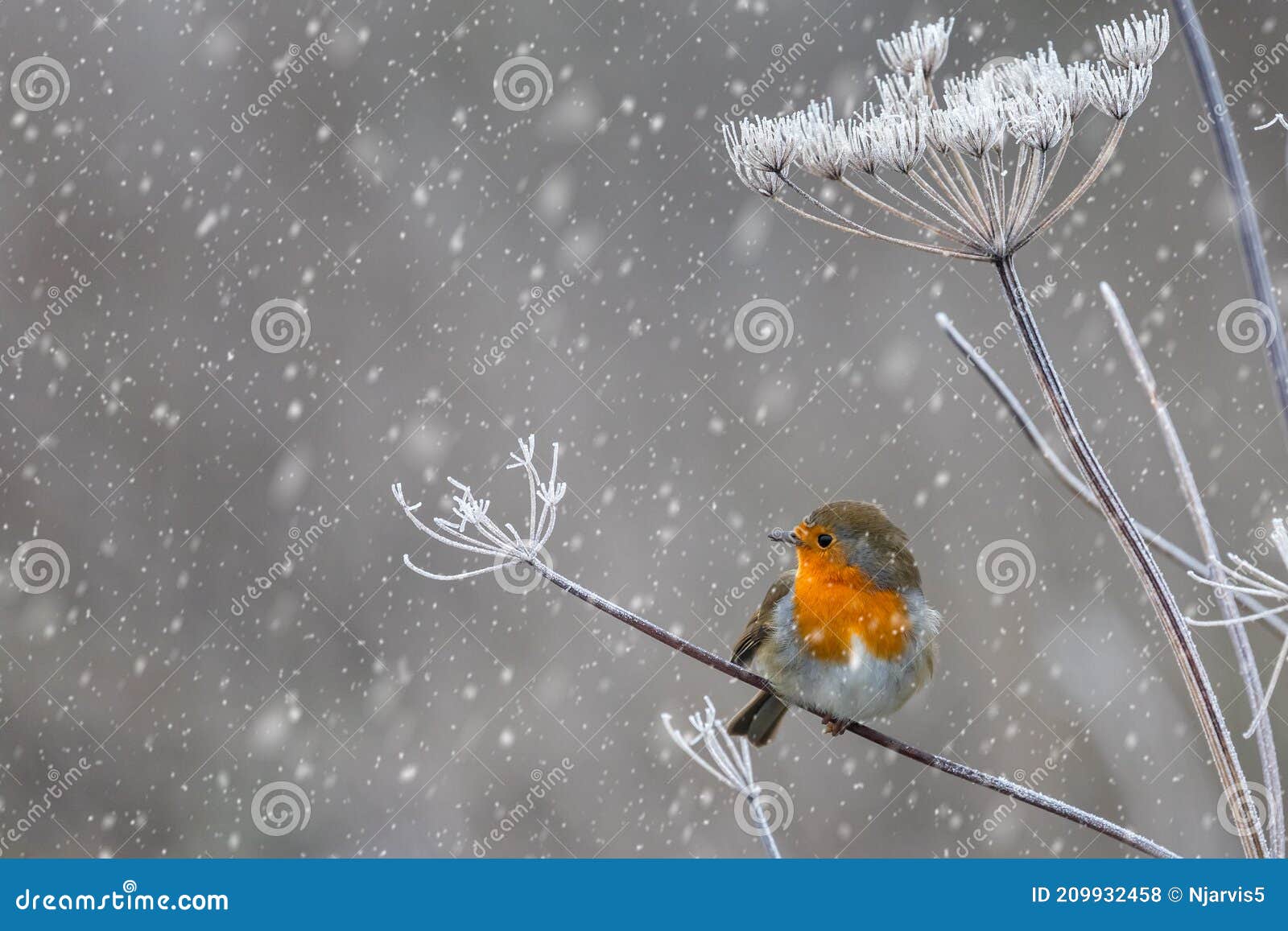 Close Up of Robin Perched on Frozen Plant with Snow Falling Stock Photo ...