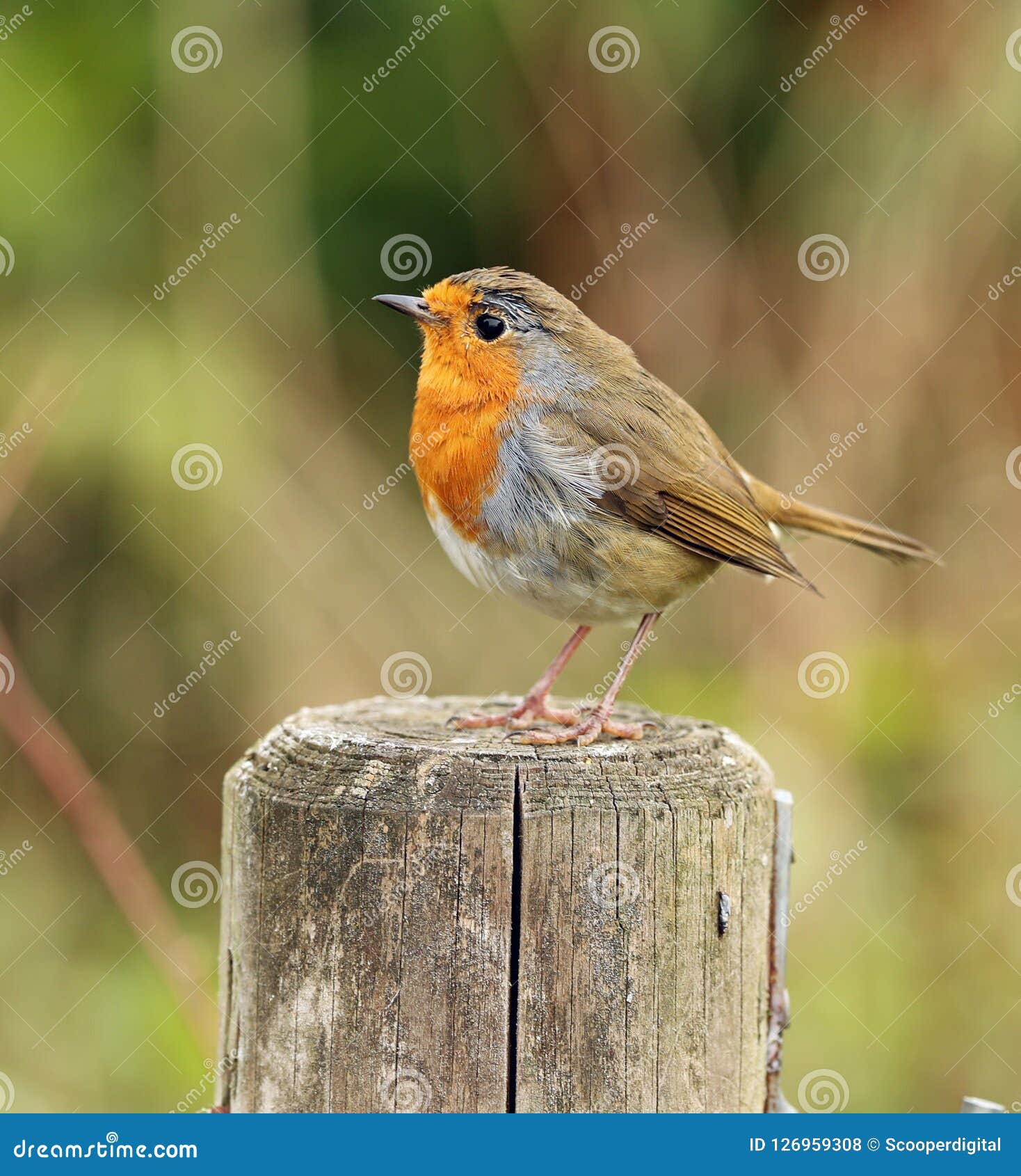 Close up of a Robin stock photo. Image of feathers, gate - 126959308