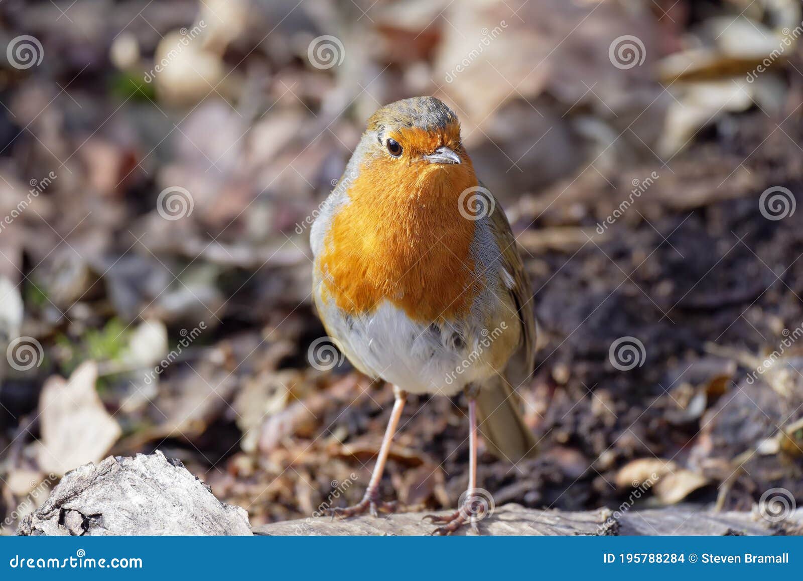 Close Up of a Robin Standing on a Fallen Branch Stock Photo - Image of ...