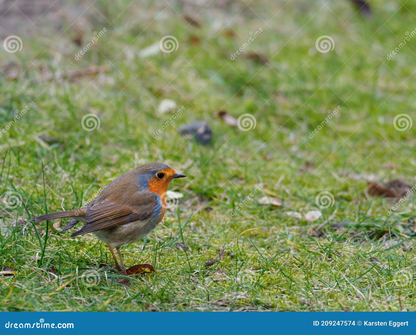 Close Up of a Robin Standing on the Ground Stock Photo - Image of ...