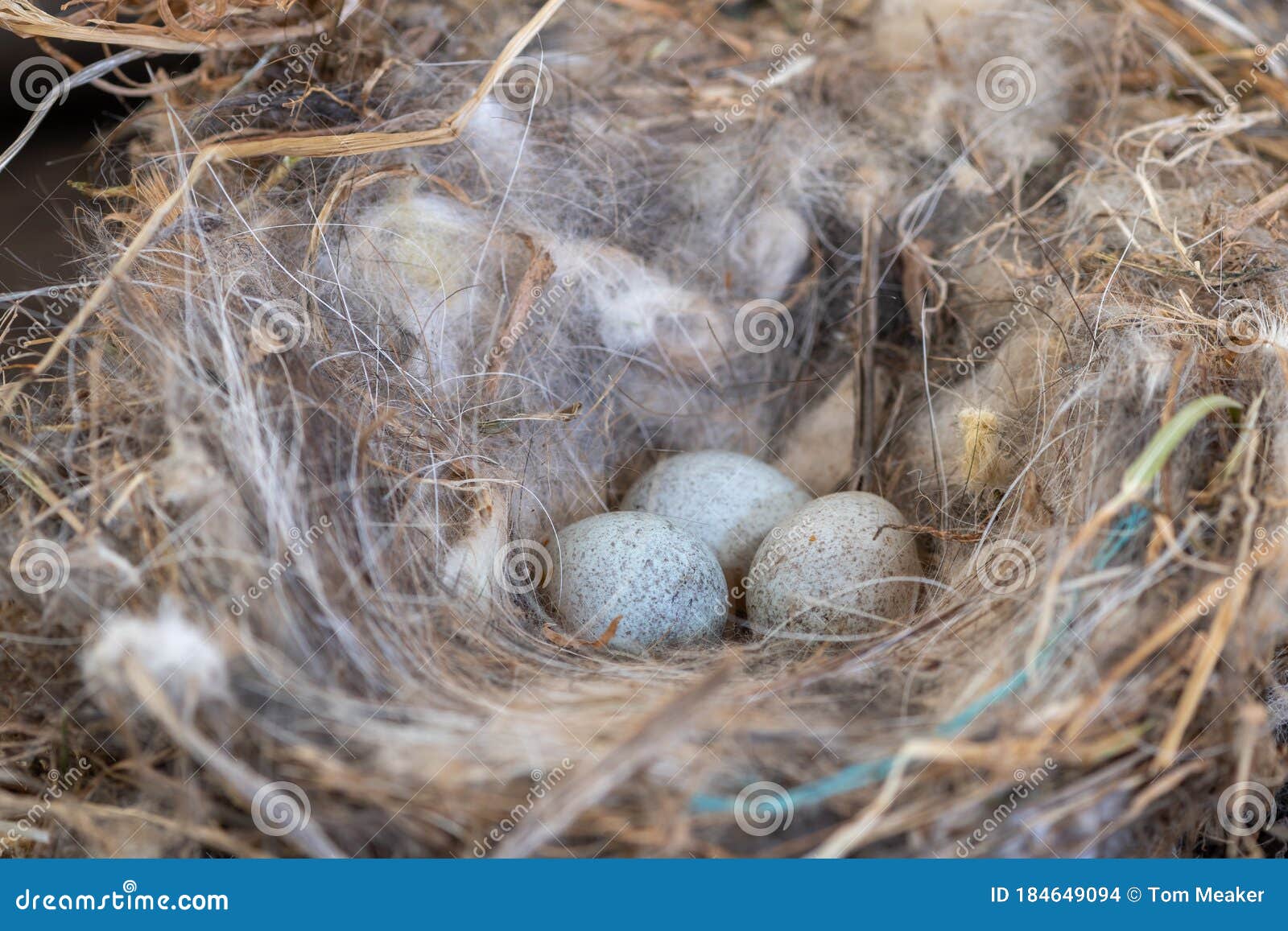Robin Erithacus Rubecula Eggs Stock Photo - Image of natural, rubecula ...