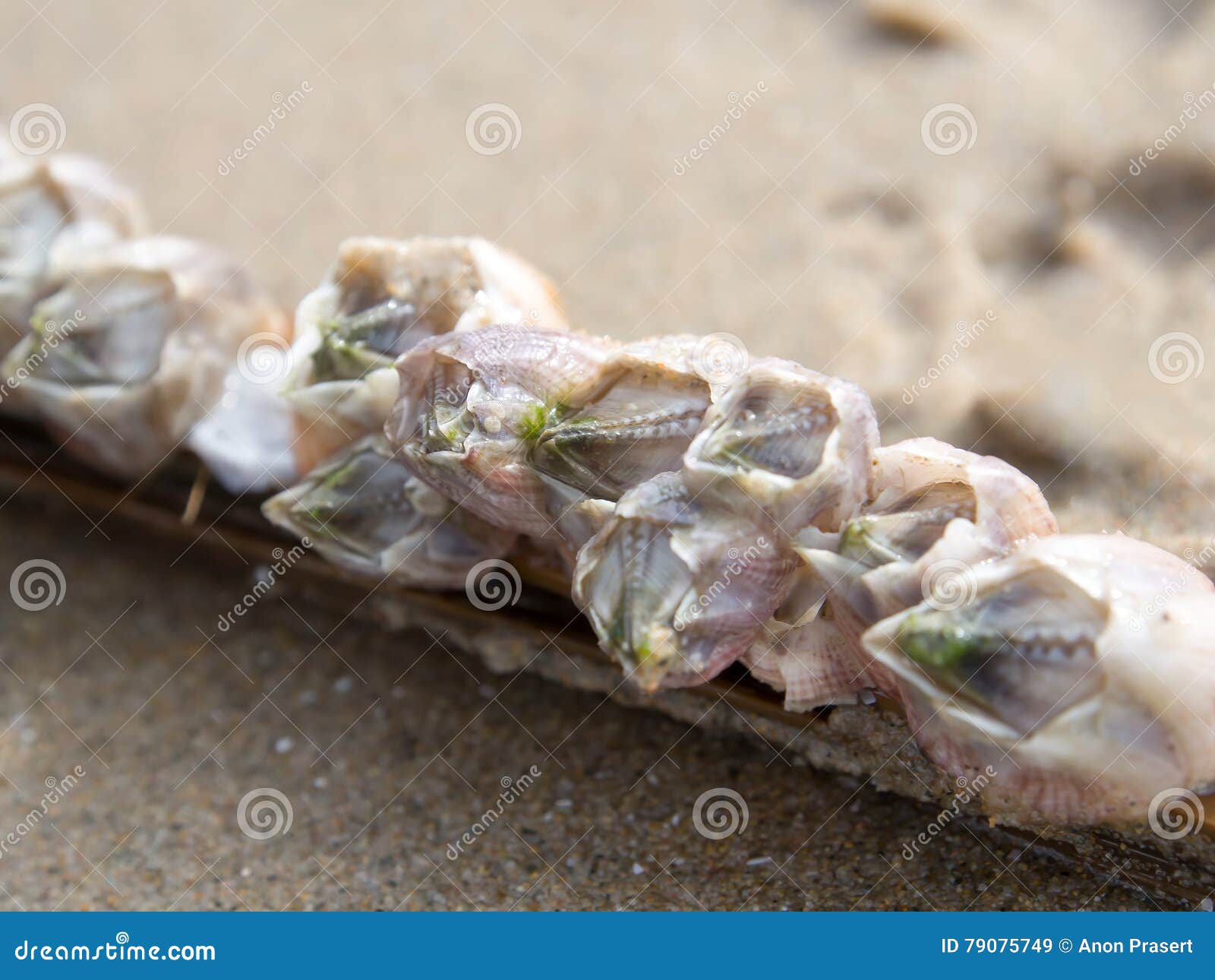Close up rock barnacle stock image. Image of crustacean - 79075749
