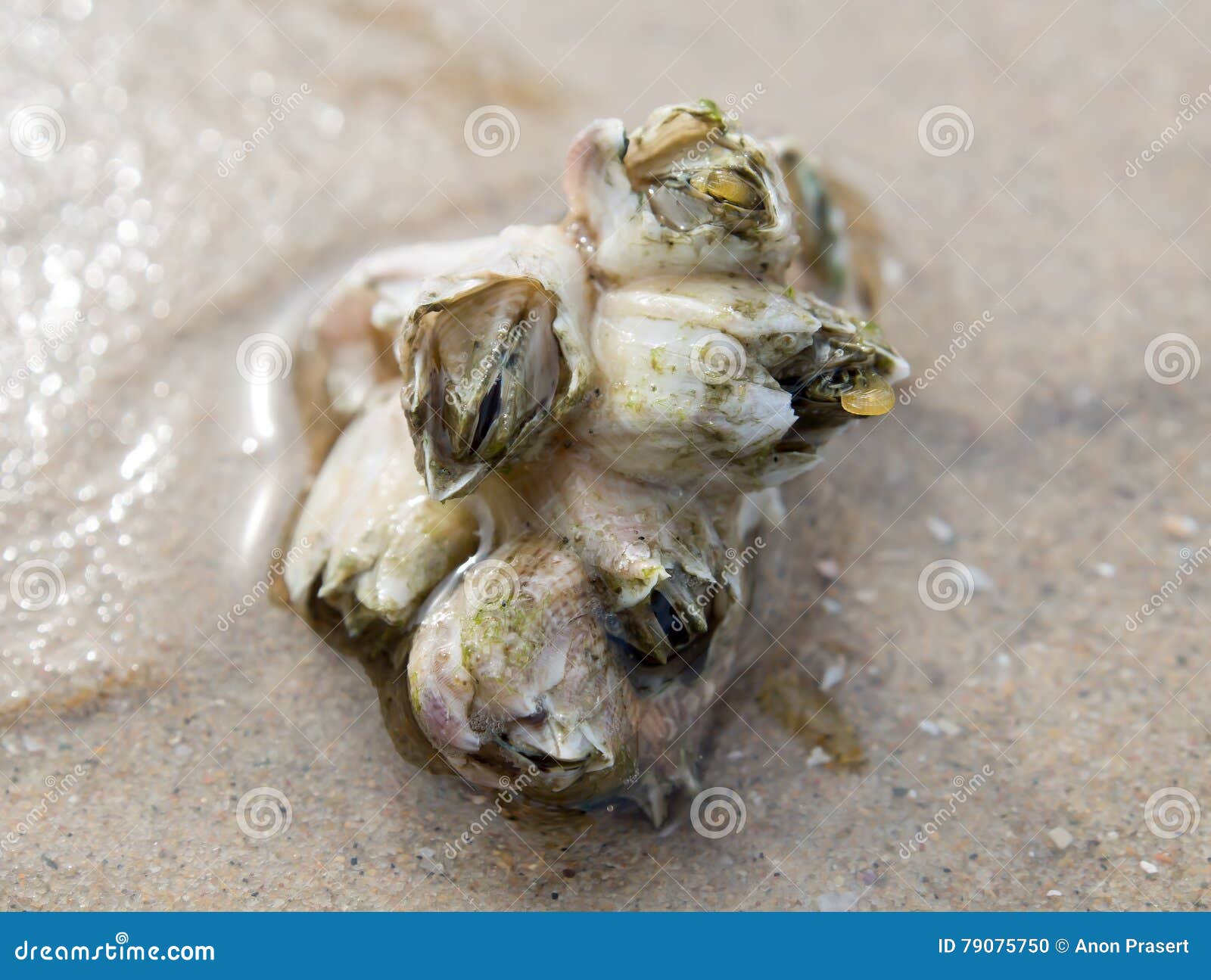Close up rock barnacle stock photo. Image of closeup - 79075750