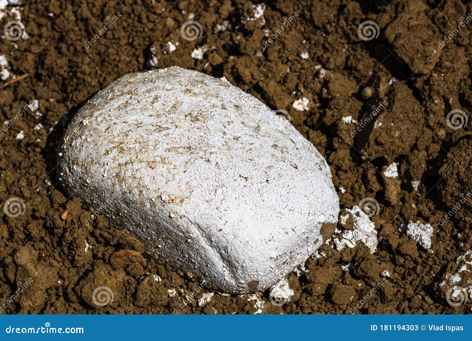 Close Up of a Rock Painted in White Isolated on the Ground Stock Image ...