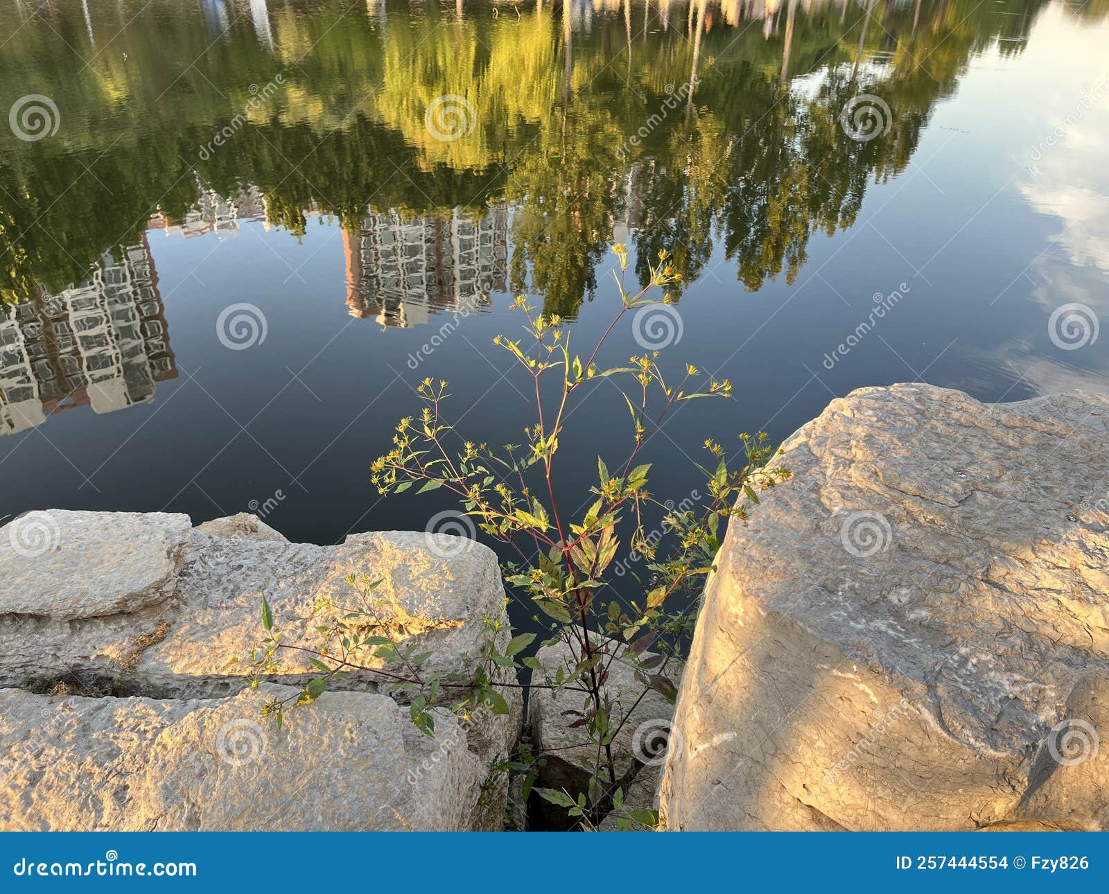 Close Up of the Rock Surface and the Reflection of the Beautiful Park ... Close Up of the Rock Surface and the Reflection of the Beautiful Park ...