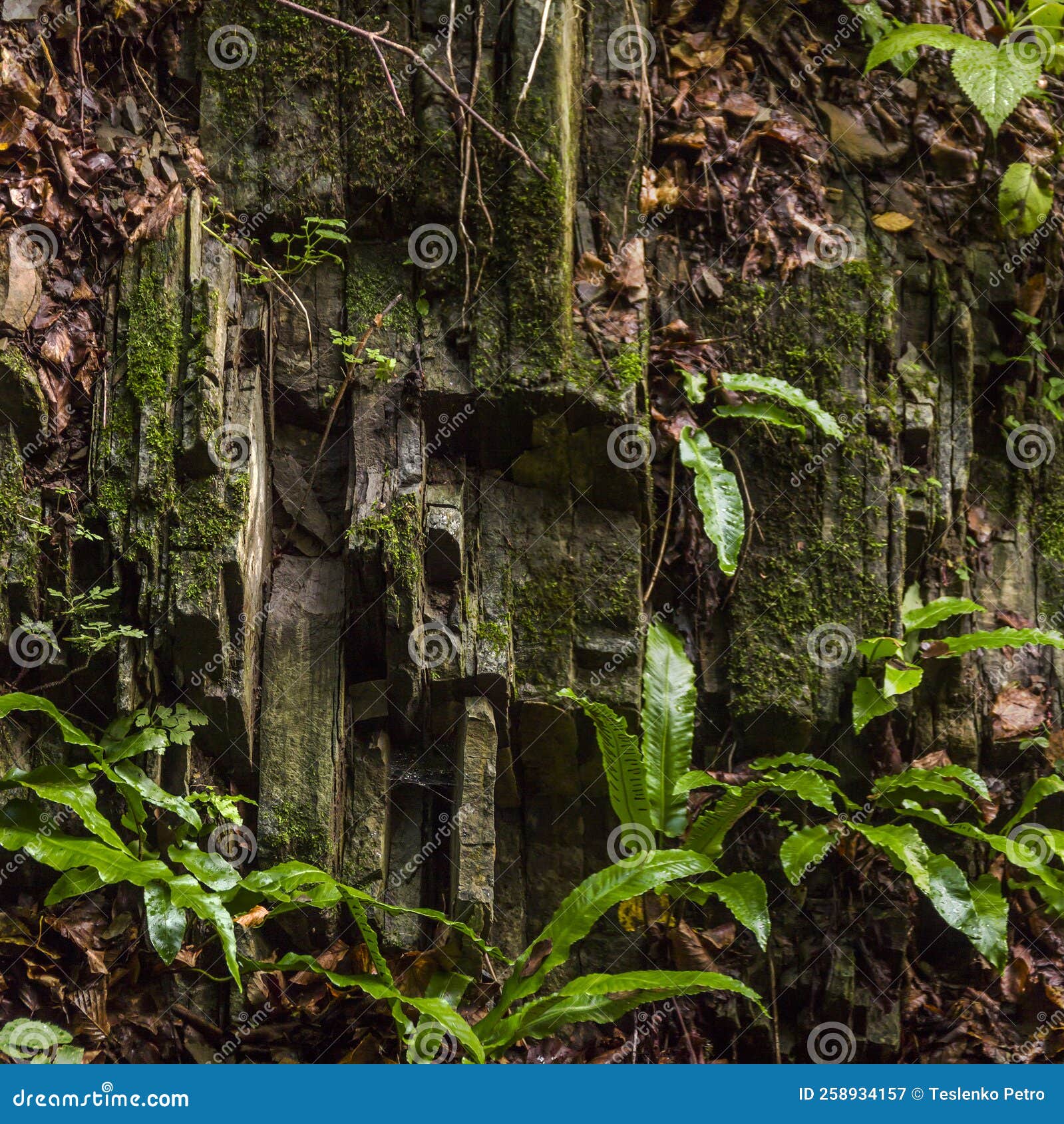 Close-up of rock texture stock image. Image of basalt - 258934157