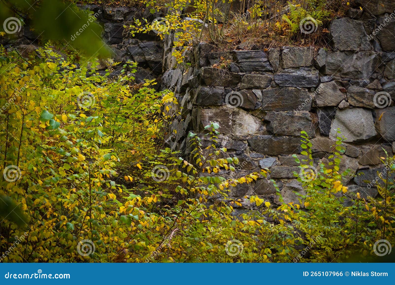 A close up of a rock wall stock photo. Image of vegetation - 265107966