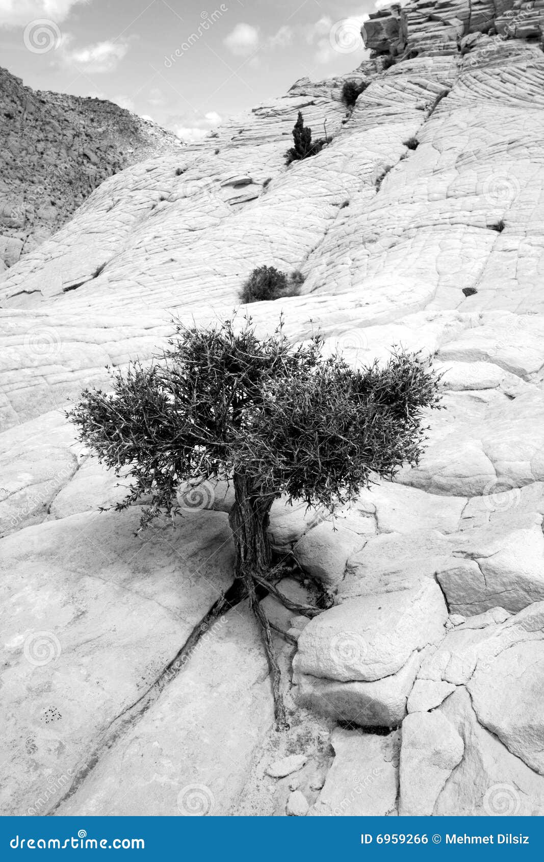 Close Up on the Rocks with a Small Tree Stock Photo - Image of famous ...