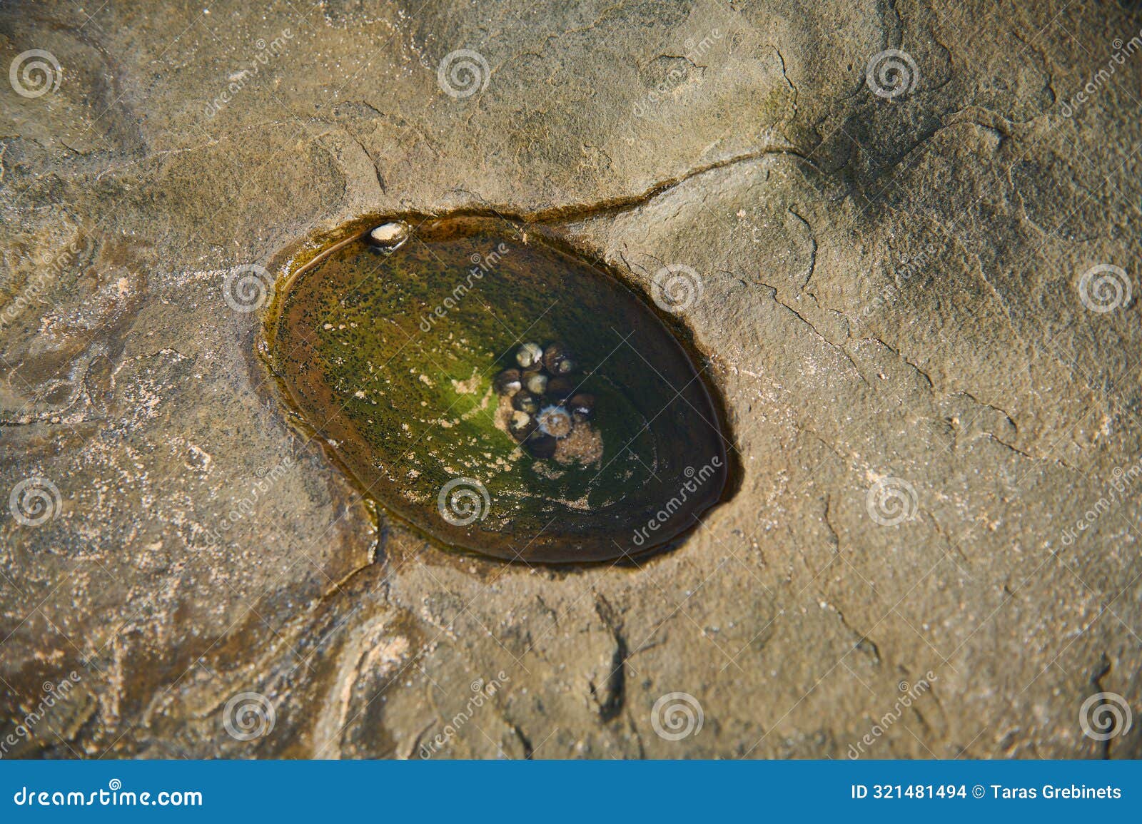 Close-up of a Rocky Surface with Small Tidal Pool and Barnacles Stock ...