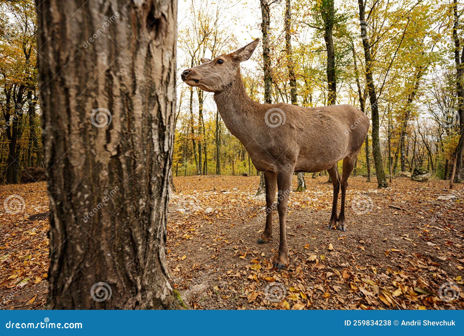 Close Up of Roe Deer in Autumn Forest Near Tree Stock Photo - Image of ...