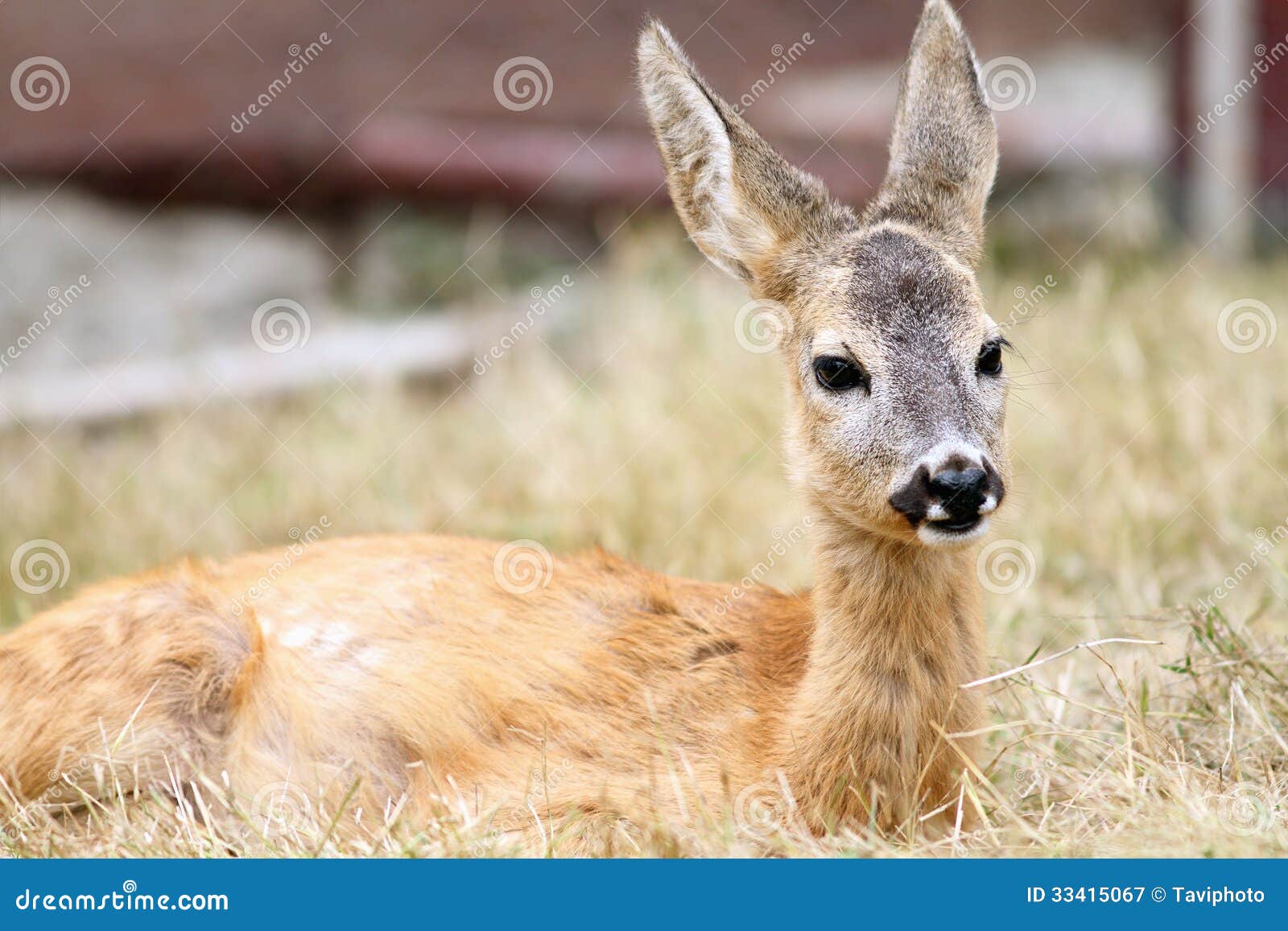 Close Up of a Roe Deer Fawn Stock Image - Image of herbivore, forest ...
