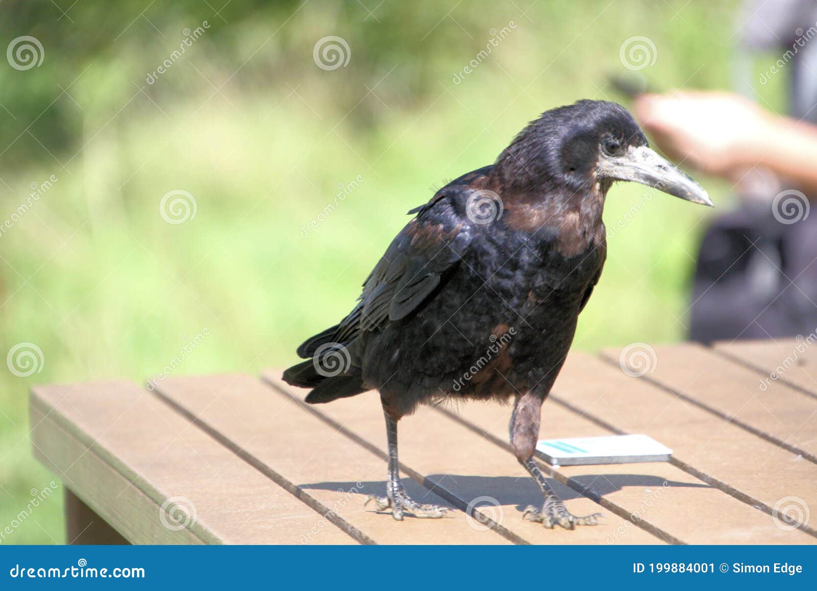 A close up of a Rook stock image. Image of crane, outdoor - 199884001