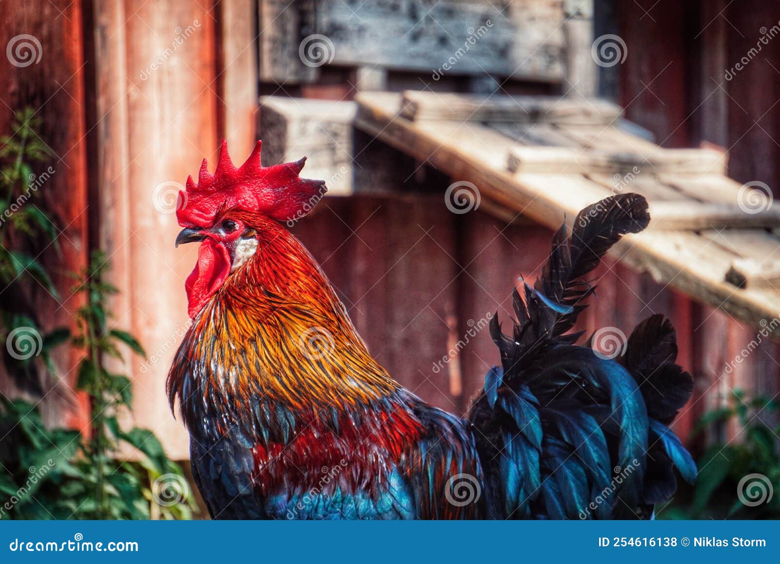 Close-up of Rooster Against Building Stock Photo - Image of waterbird ...