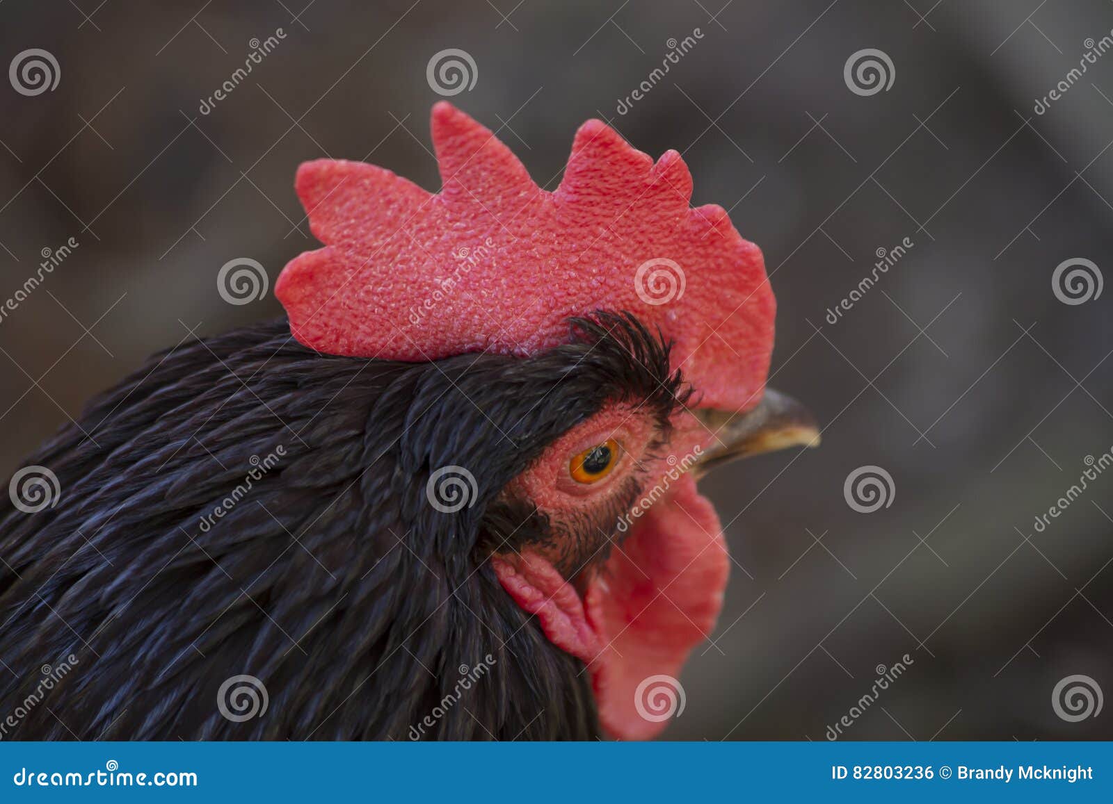 Close up of Rooster stock photo. Image of aggression - 82803236