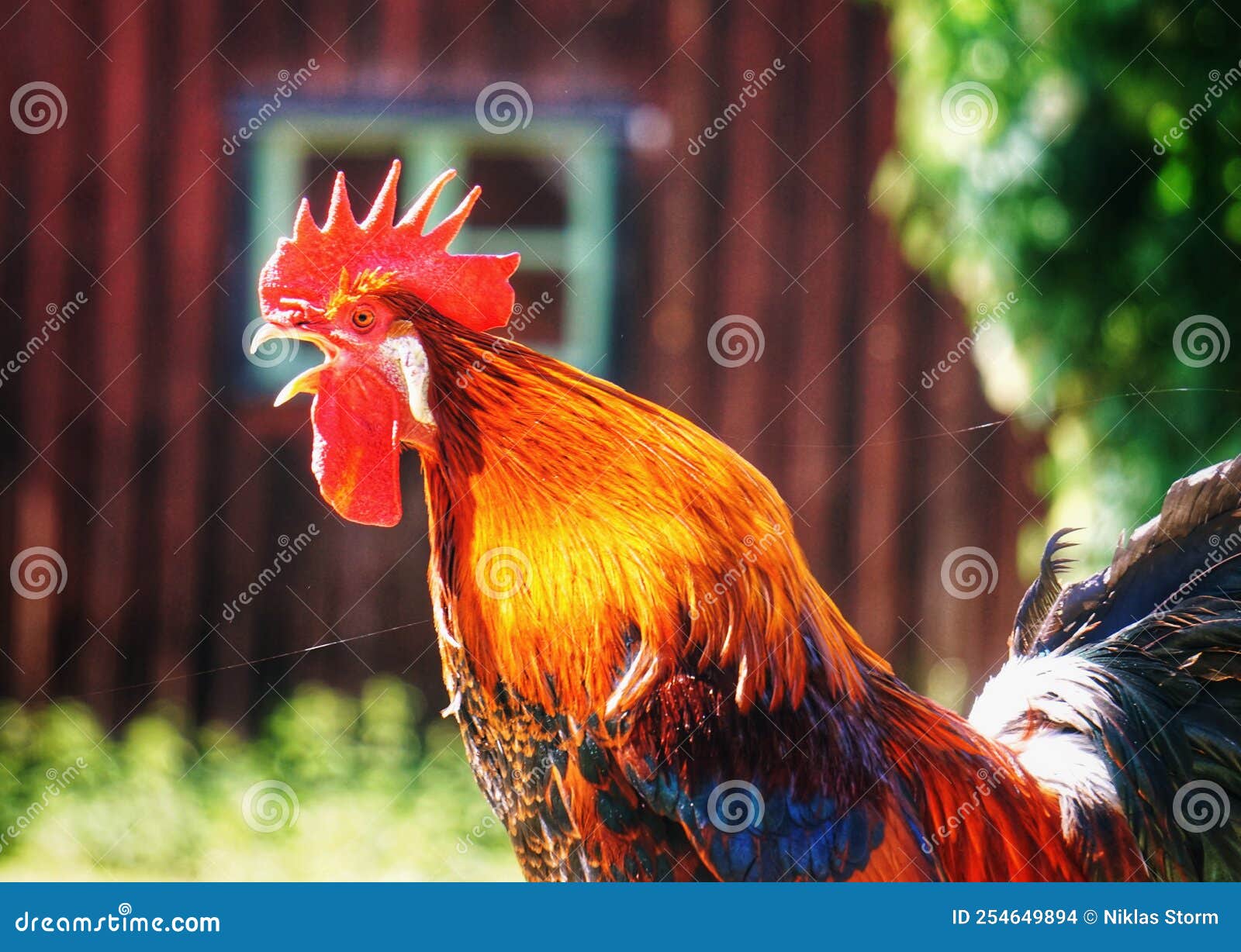Close-up of Rooster in Front of Barn Stock Photo - Image of front ...