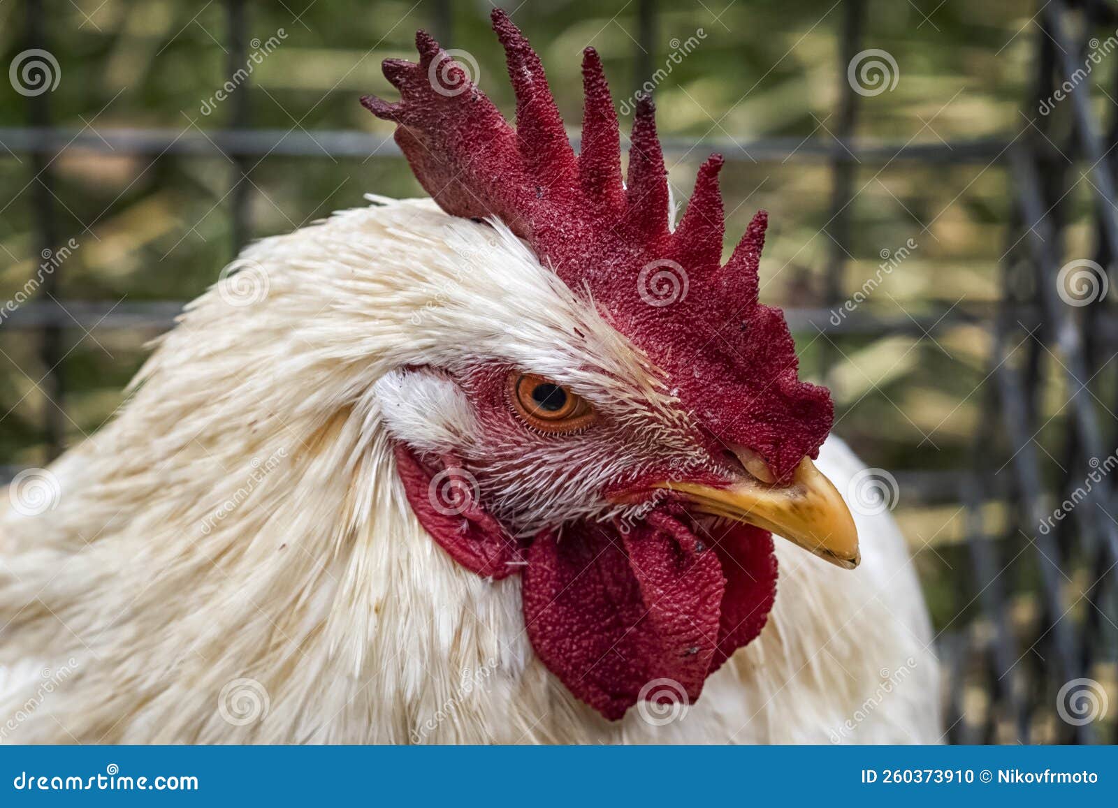 Close up of a rooster head stock photo. Image of food - 260373910