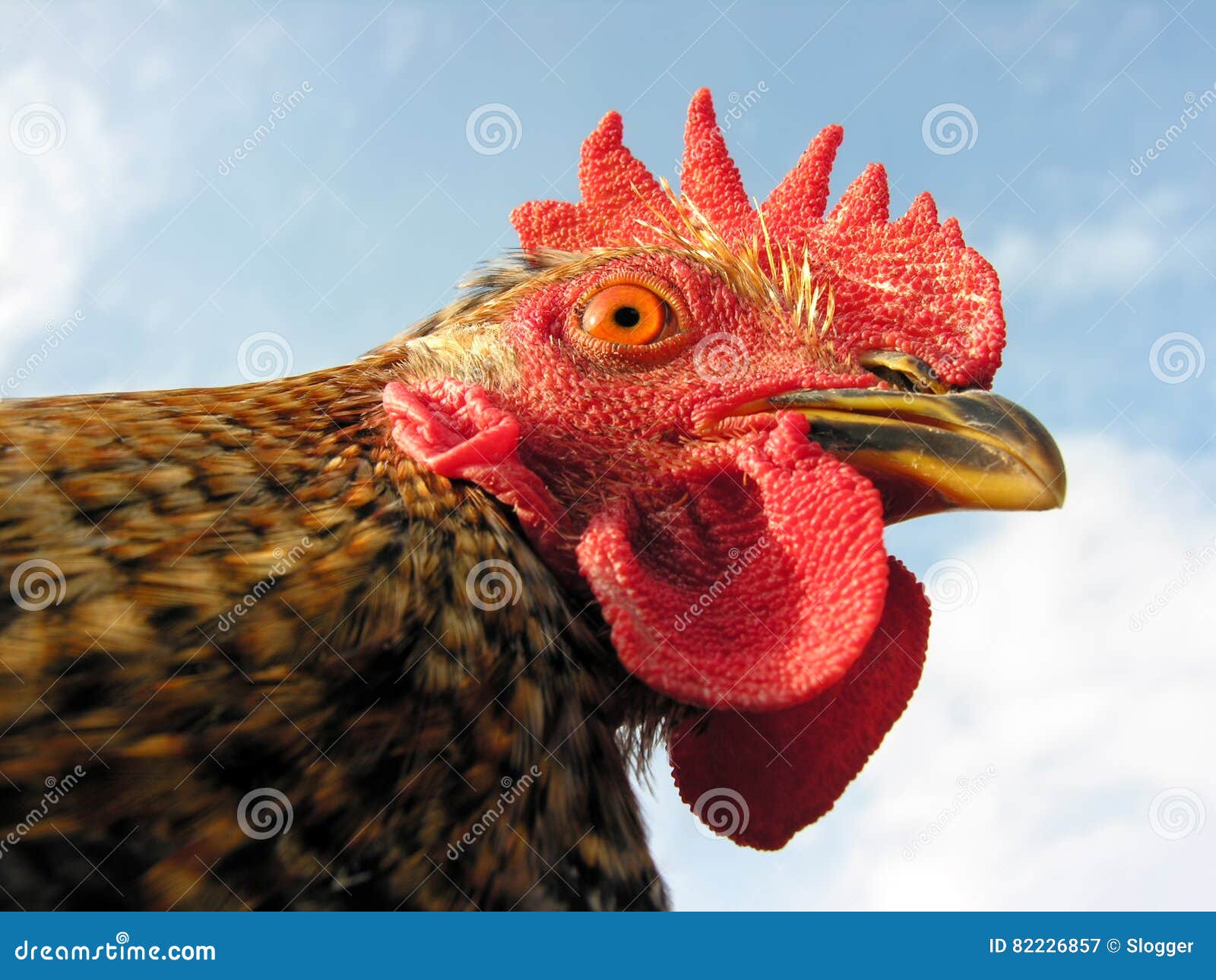 Close Up of the Rooster Head Stock Image - Image of asia, fowl: 82226857