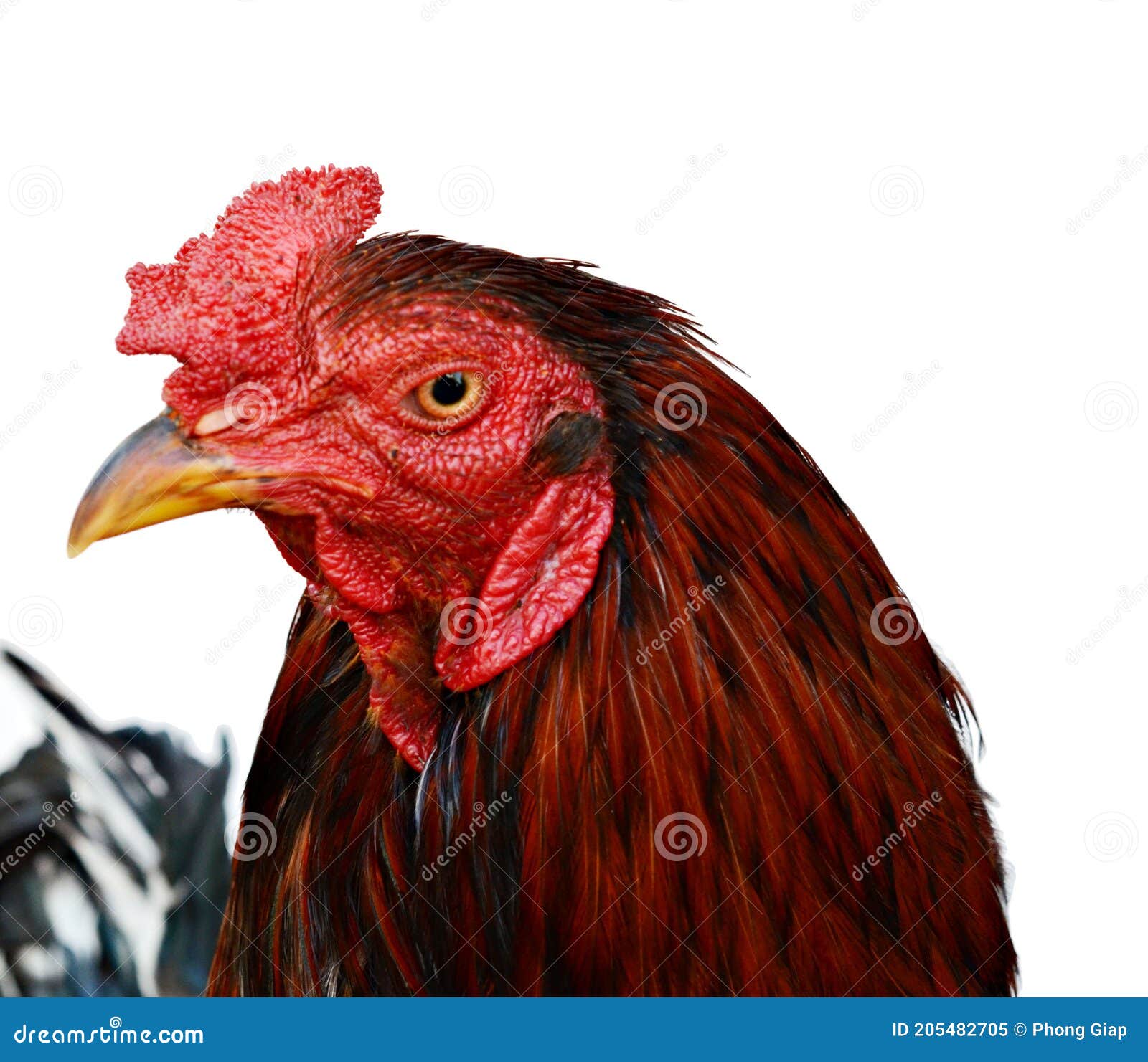 Rooster close up stock image. Image of attractive, bird - 205482705