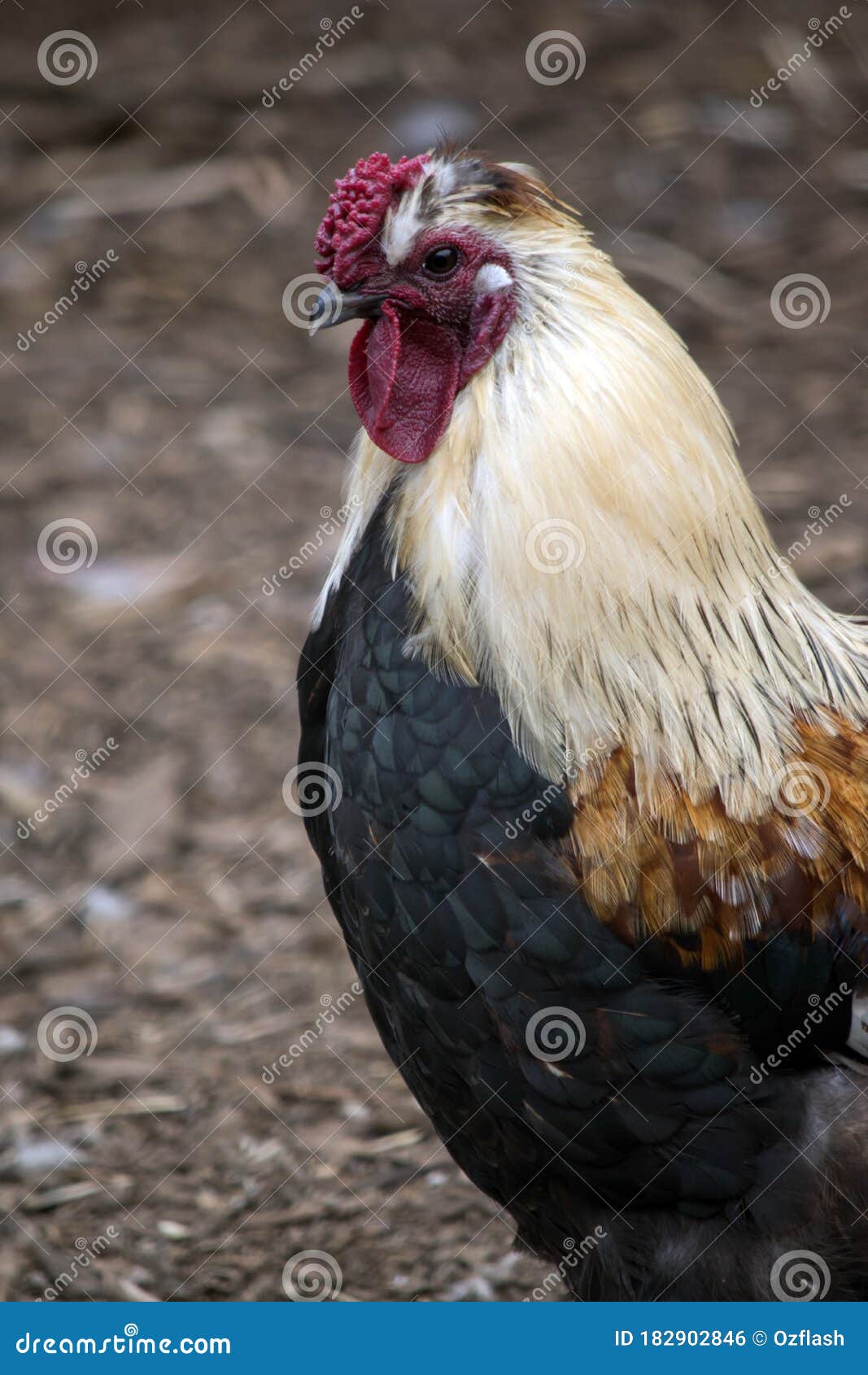 This is a Close Up of a Rooster Stock Photo - Image of caged, farm ...