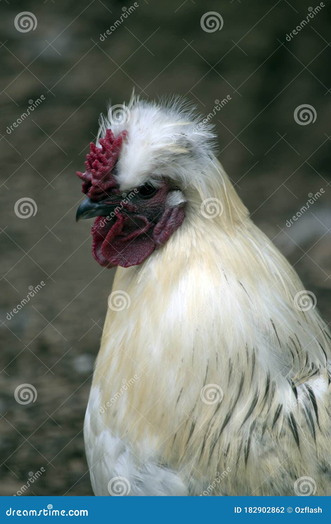 This is a Close Up of a Rooster Stock Photo - Image of cockerel, bird ...