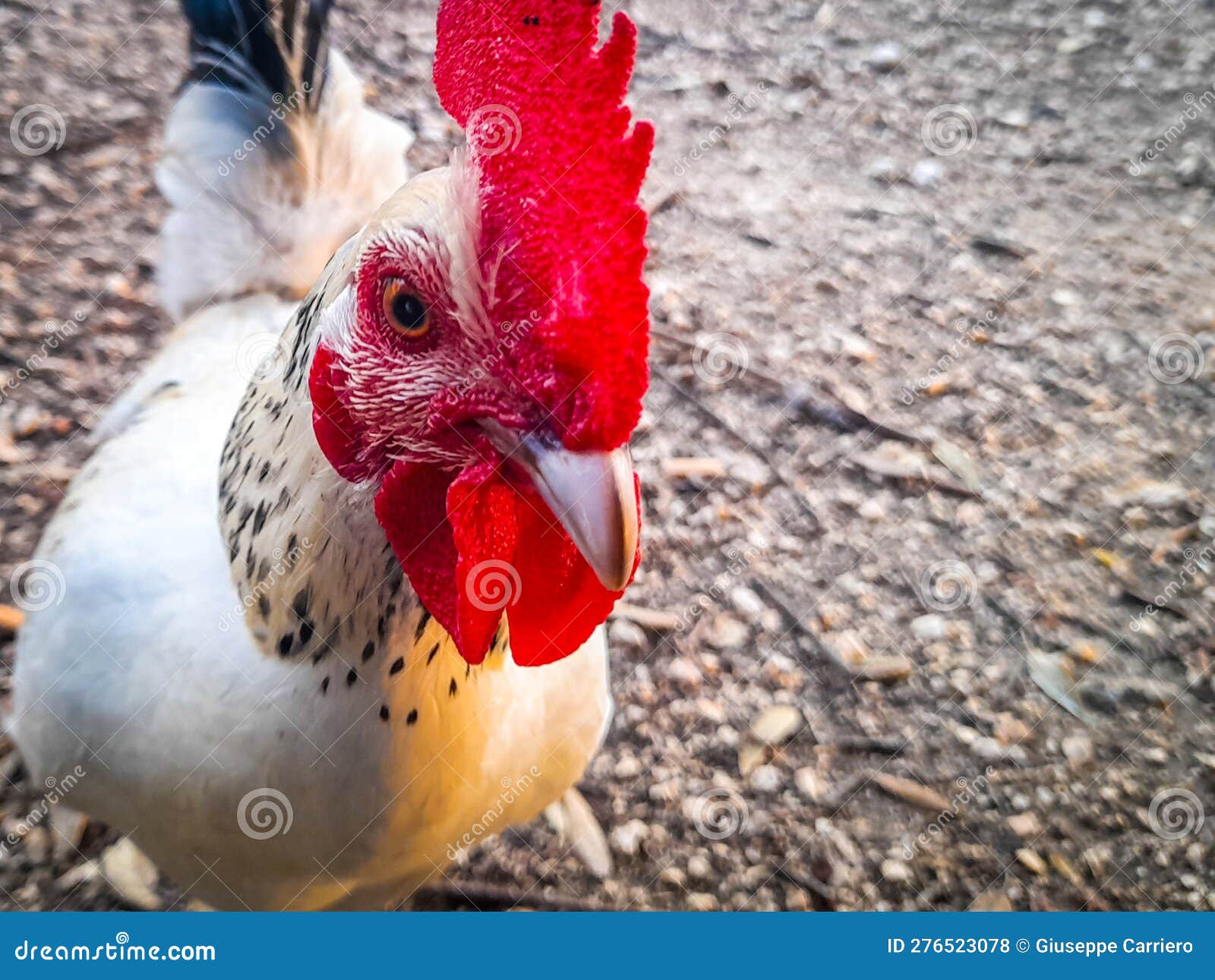 Close-up of a Rooster with White Feathers Looking at the Camera Stock ...