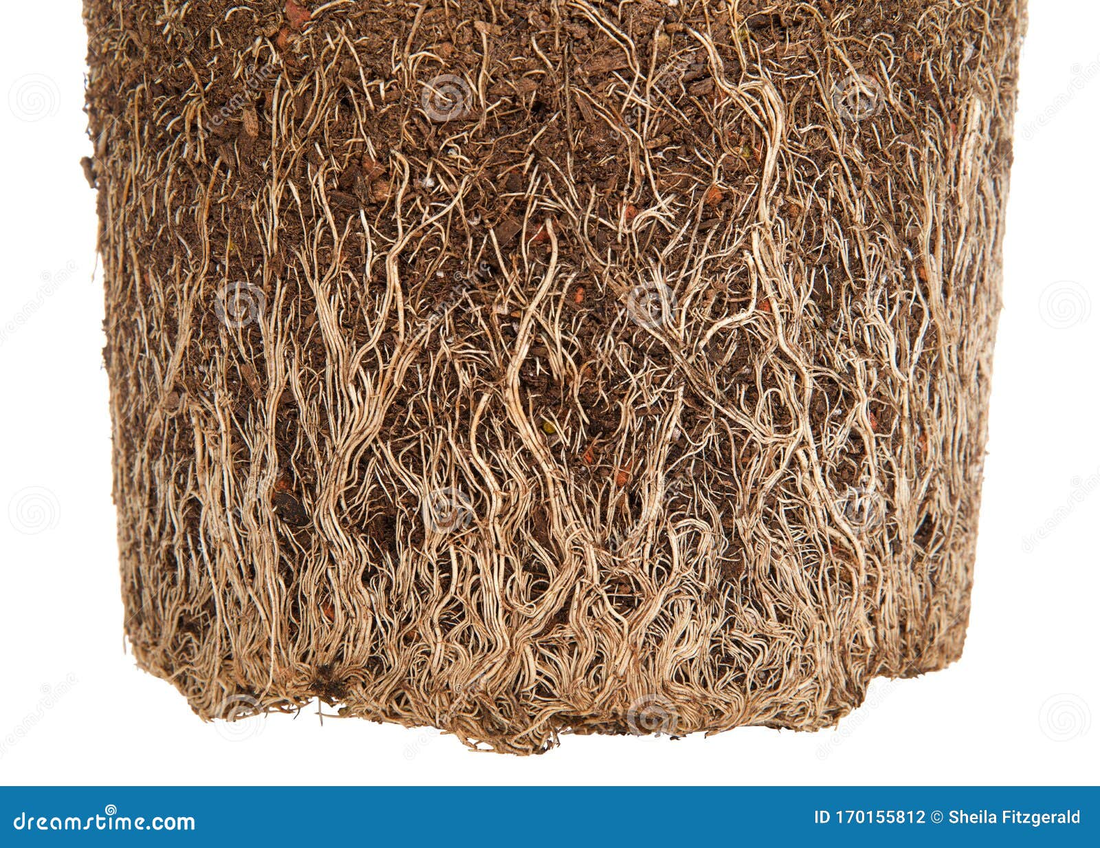 Close Up Root Bound Plant Isolated on White Stock Photo - Image of ...