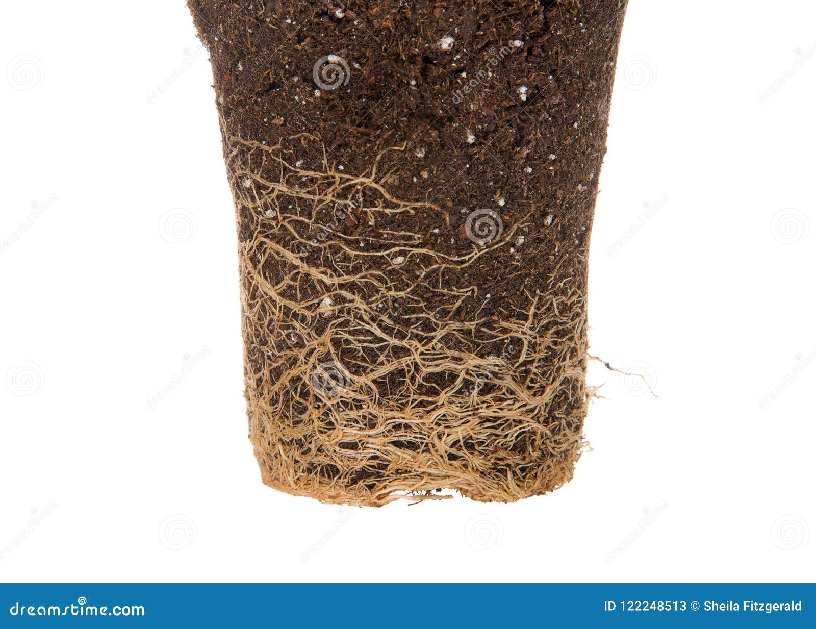 Close Up on Root Bound Plant Pulled from Pot Isolated on White Stock ...