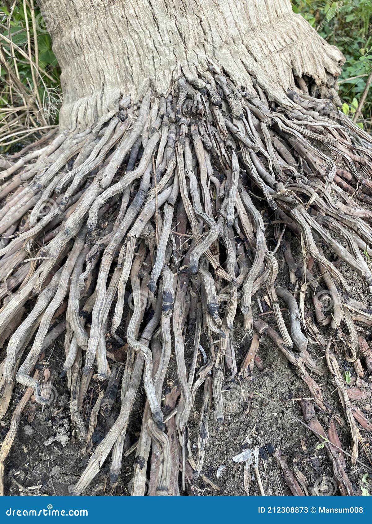 Root of coconut tree stock image. Image of branch, environment - 212308873
