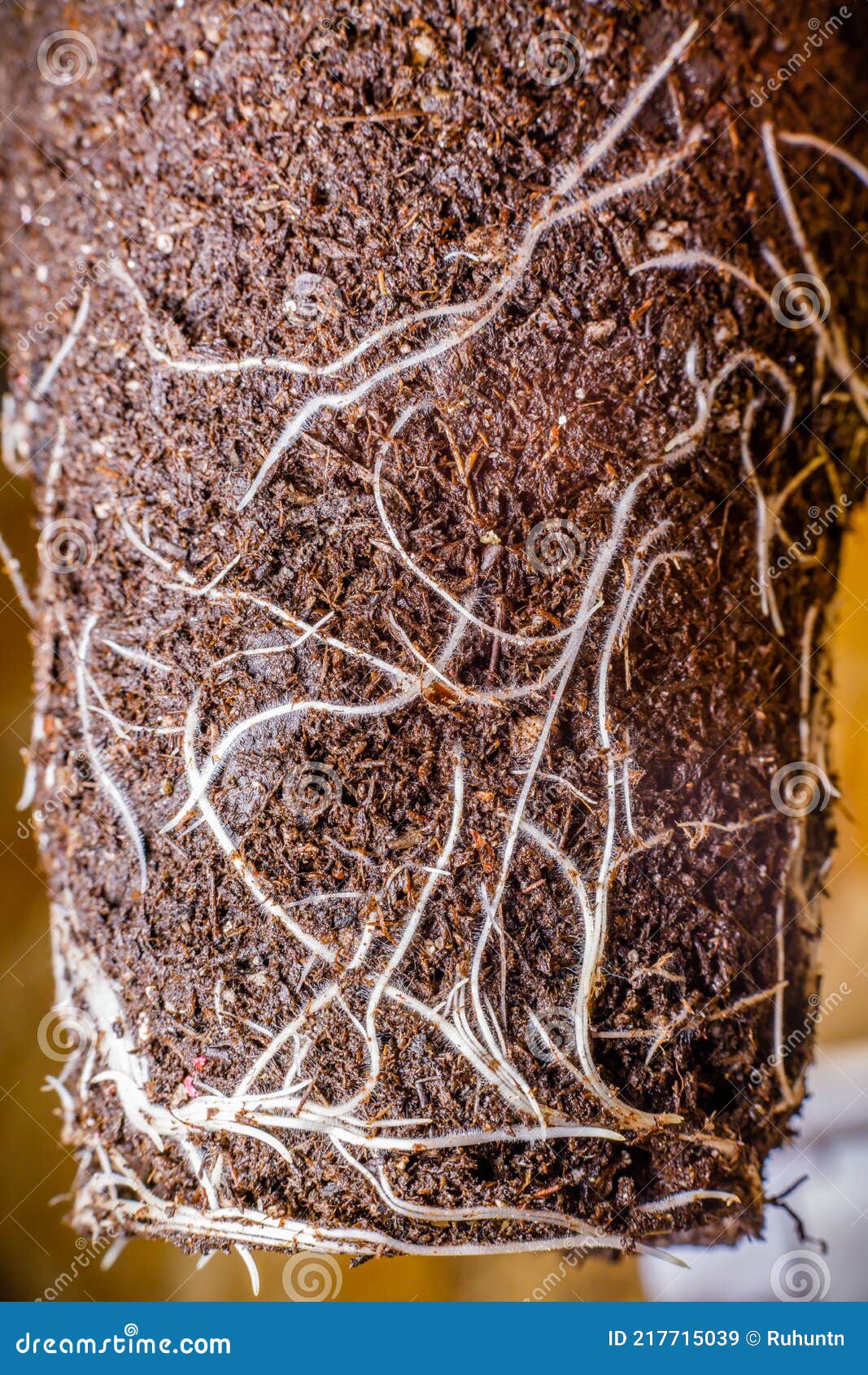 Close Up of a Root System of a Pepper Capsicum Annuum Seedling Growing ...