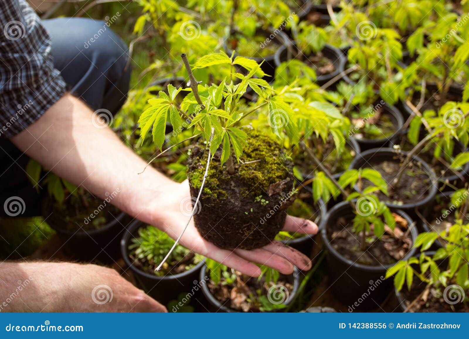 Close-up. the Root System of Vines in Garden Market Stock Photo - Image ...