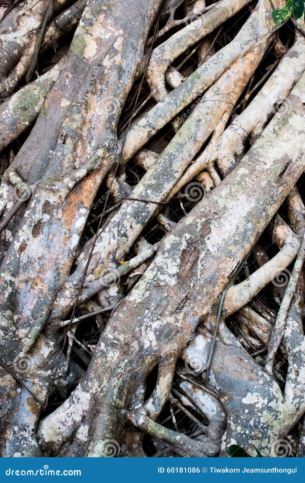 Close Up Root Texture Background Stock Photo - Image of organic ...