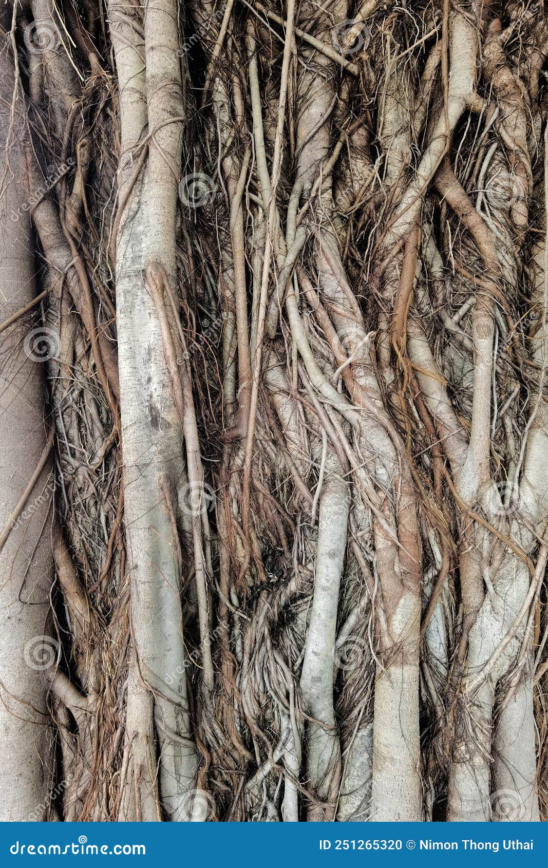 Close up of root of tree stock photo. Image of growth - 251265320