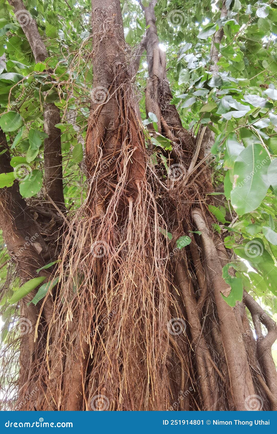 Close up of root of tree stock image. Image of growth - 251914801
