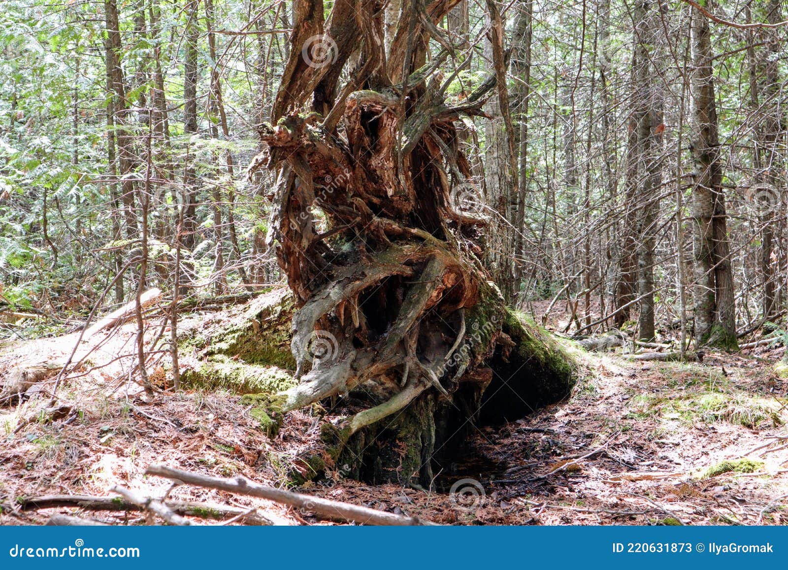 Close-up Of The Roots Of A Fallen Tree Blown Down By The Wind. Forest ...