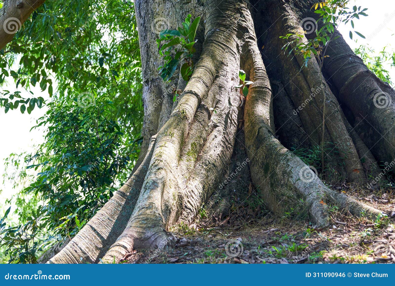 Close-up of the Roots of a Huge Banyan Tree Stock Photo - Image of ...