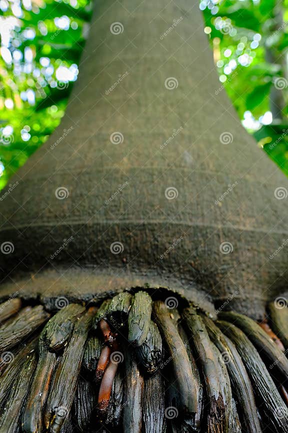 Close-up of Roots of a Palm Tree. Stock Image - Image of huge, palms ...