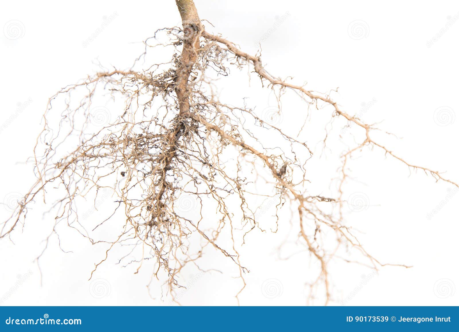 Close up of roots tree stock image. Image of roots, trunk - 90173539