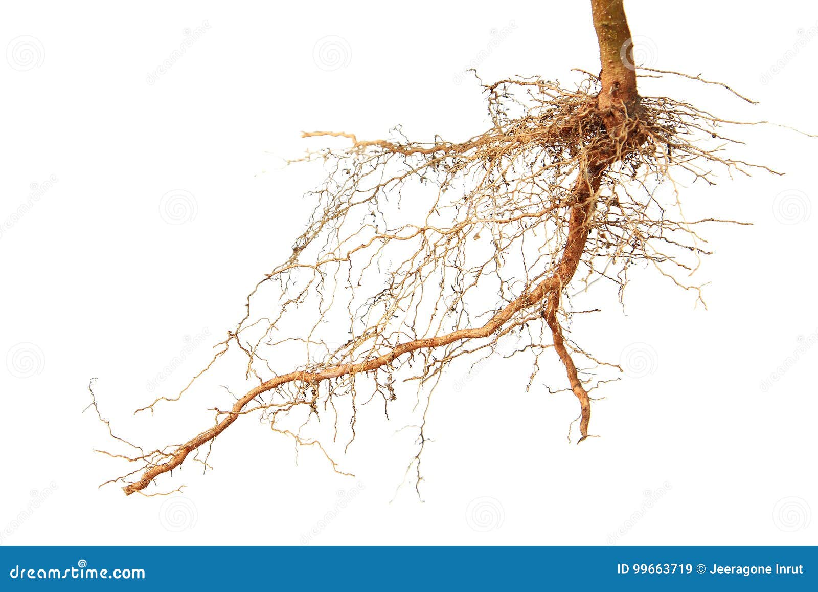 Close up of roots tree stock image. Image of close, detail - 99663719